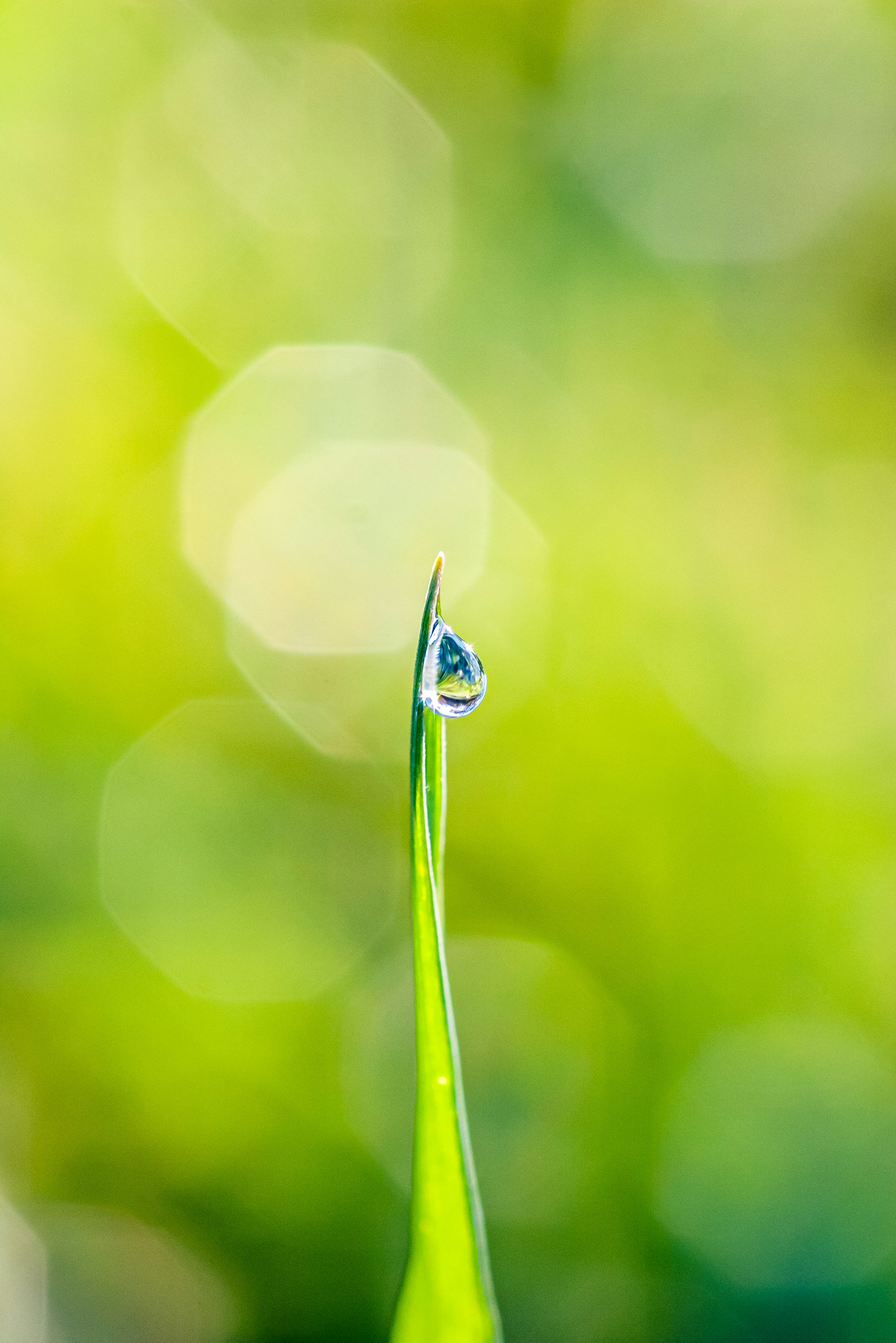 Dew Crown on a Lone Grass Blade in Soft Morning Light