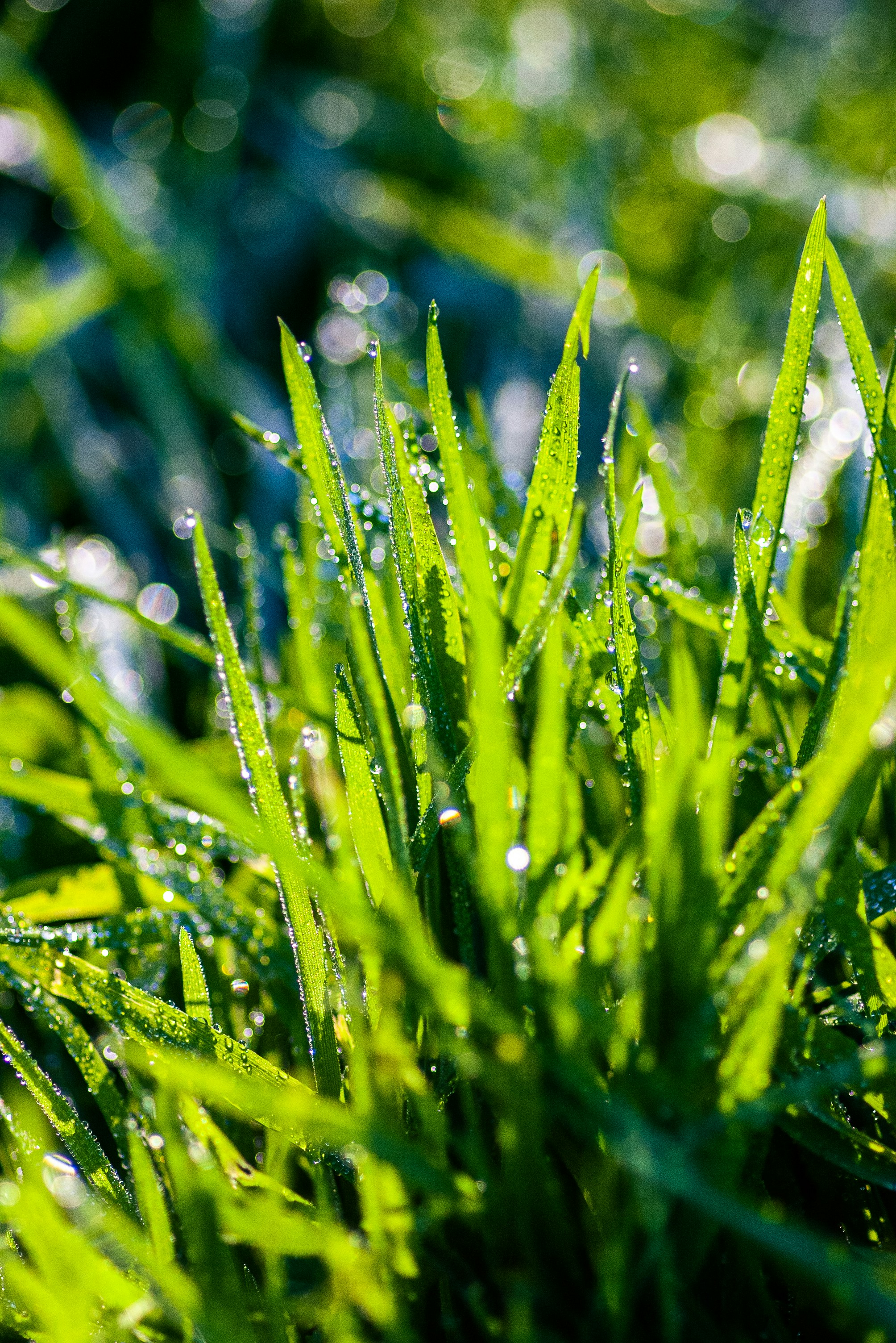 Close-up of vibrant green grass glistening with morning dew, showcasing the intricate details of nature. The focus emphasizes the freshness of the early hours.