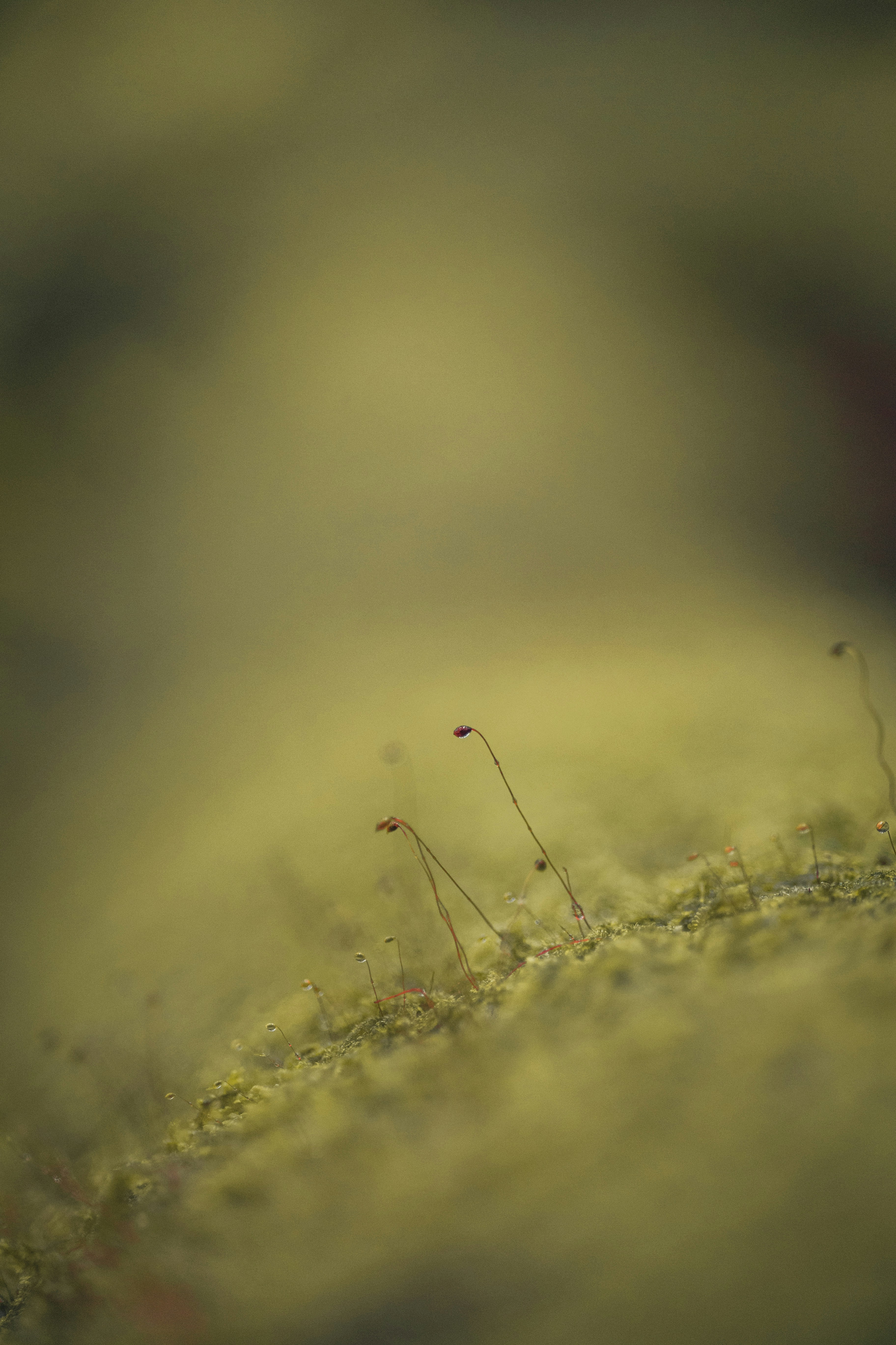 Photo by Alex Gruber with Canon EOS R6