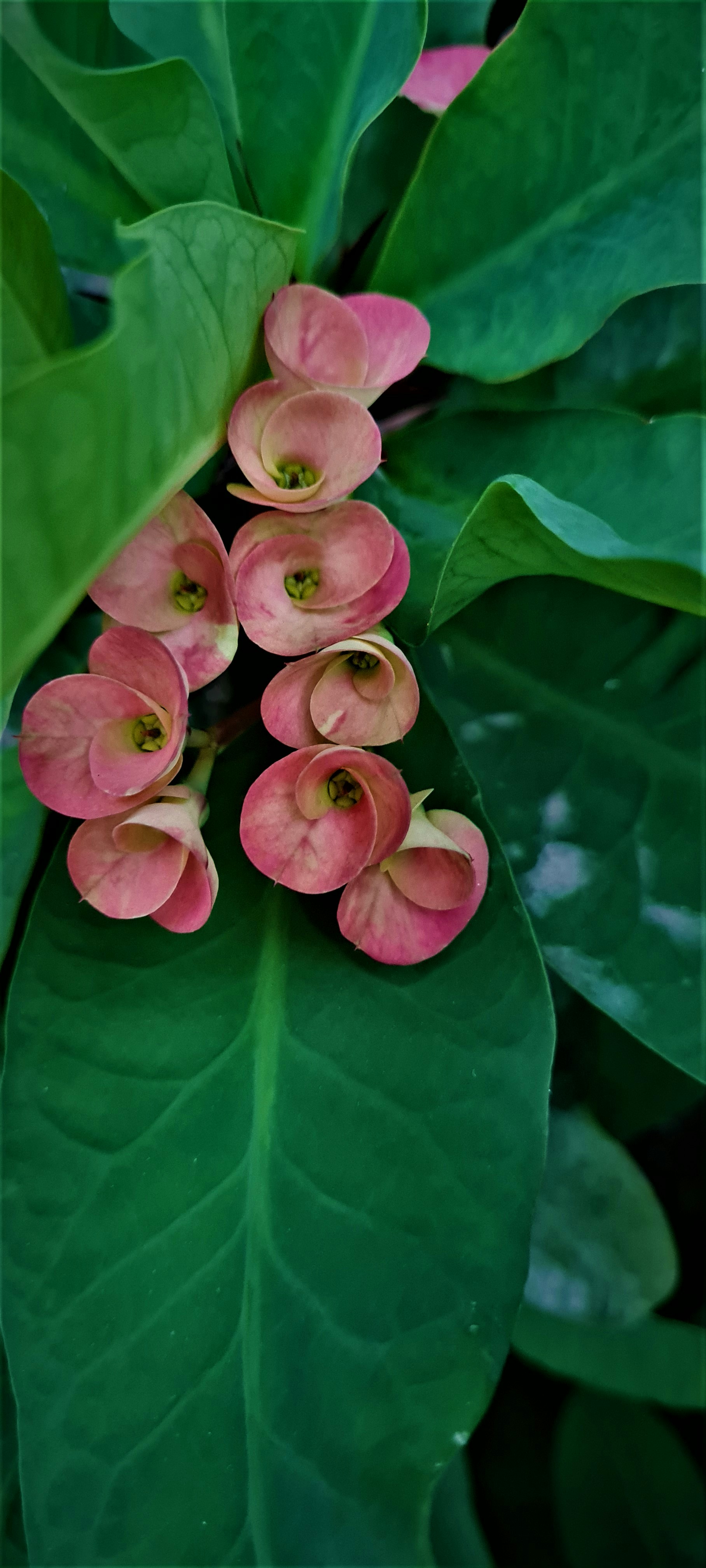Close-up of pink cup-shaped bracts nestled among glossy green leaves.
