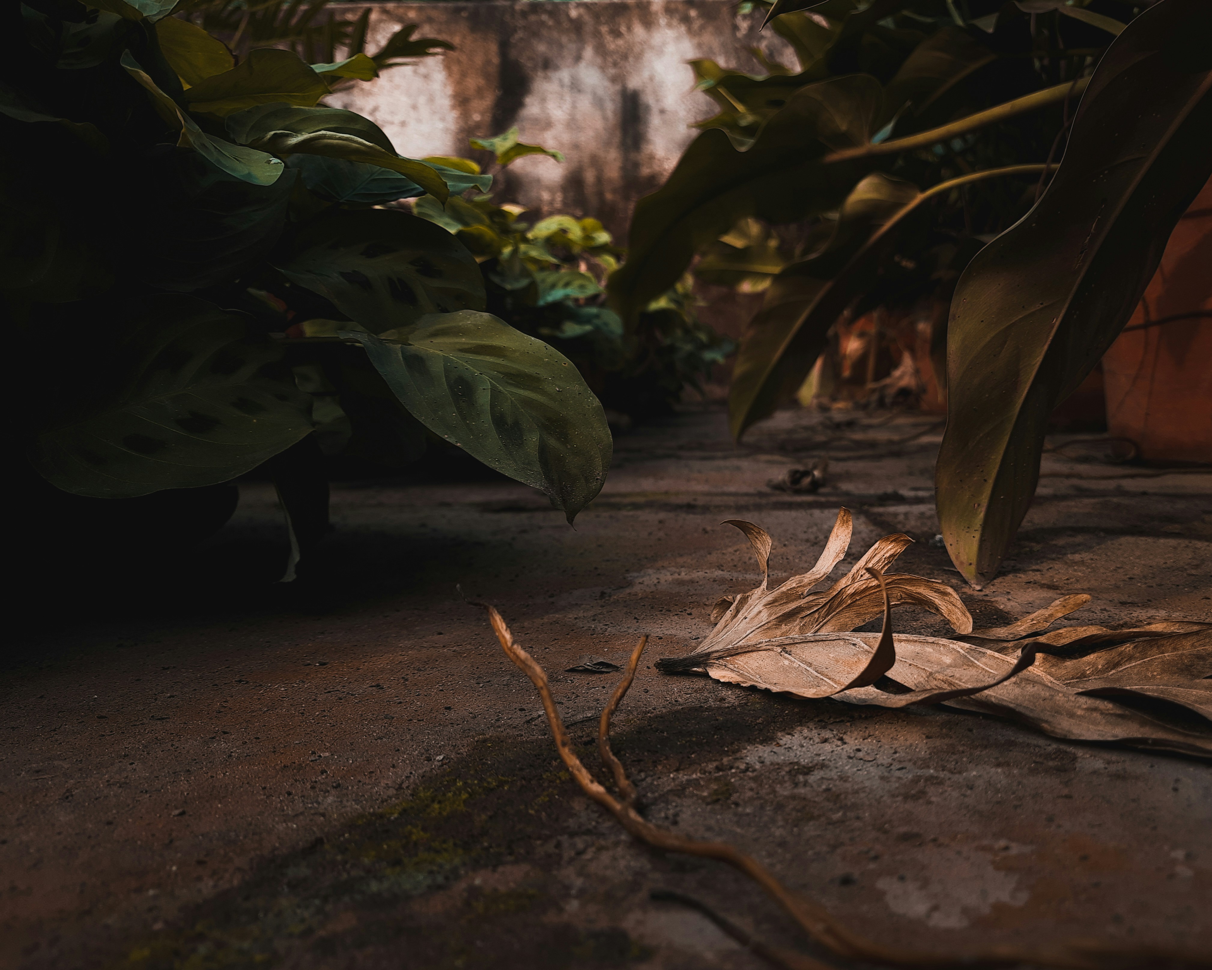 Close-up of a dry leaf resting on a weathered concrete path, framed by lush tropical leaves.