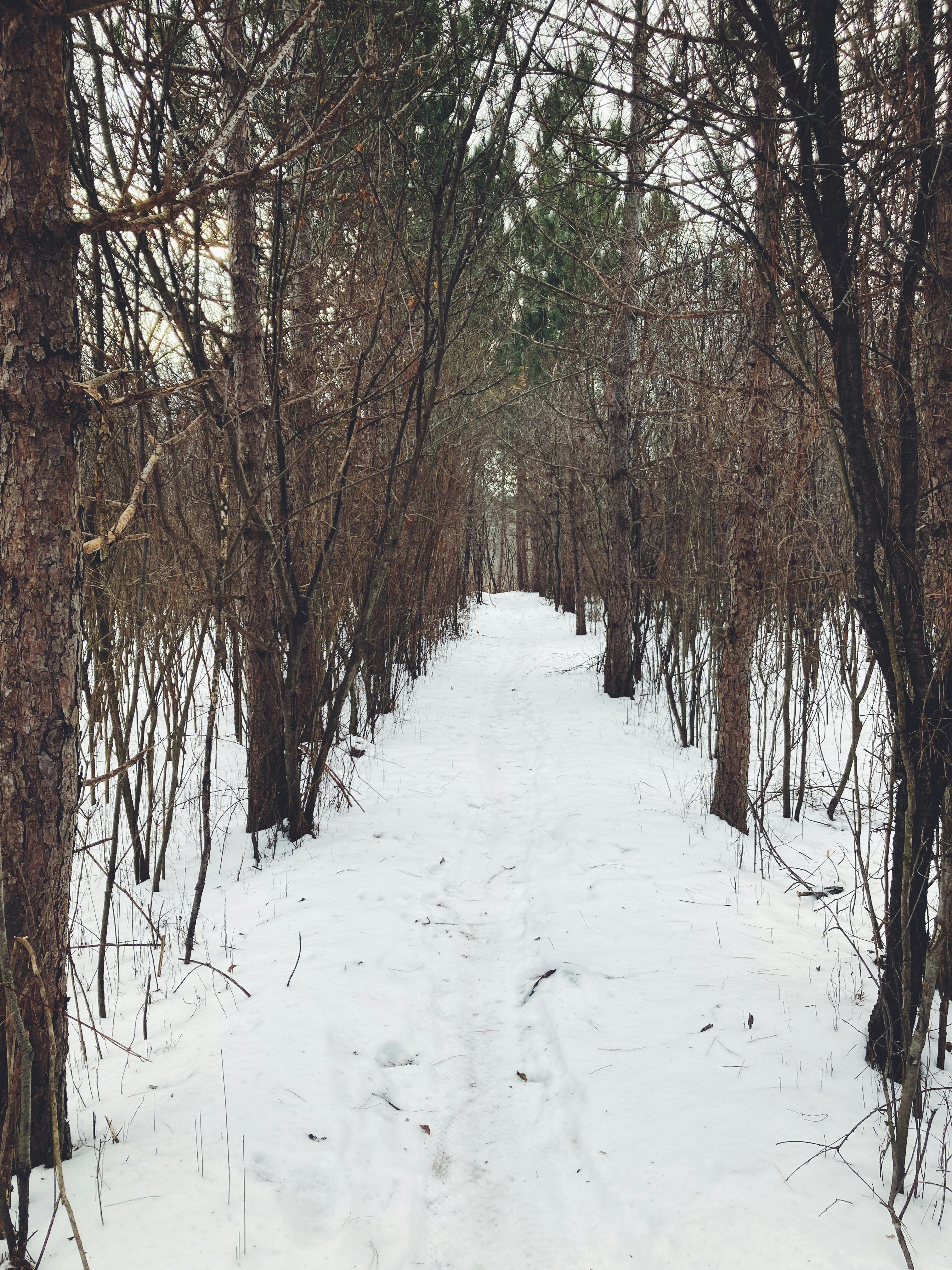 Narrow snow-covered path flanked by tall trees, leading into a serene winter landscape.