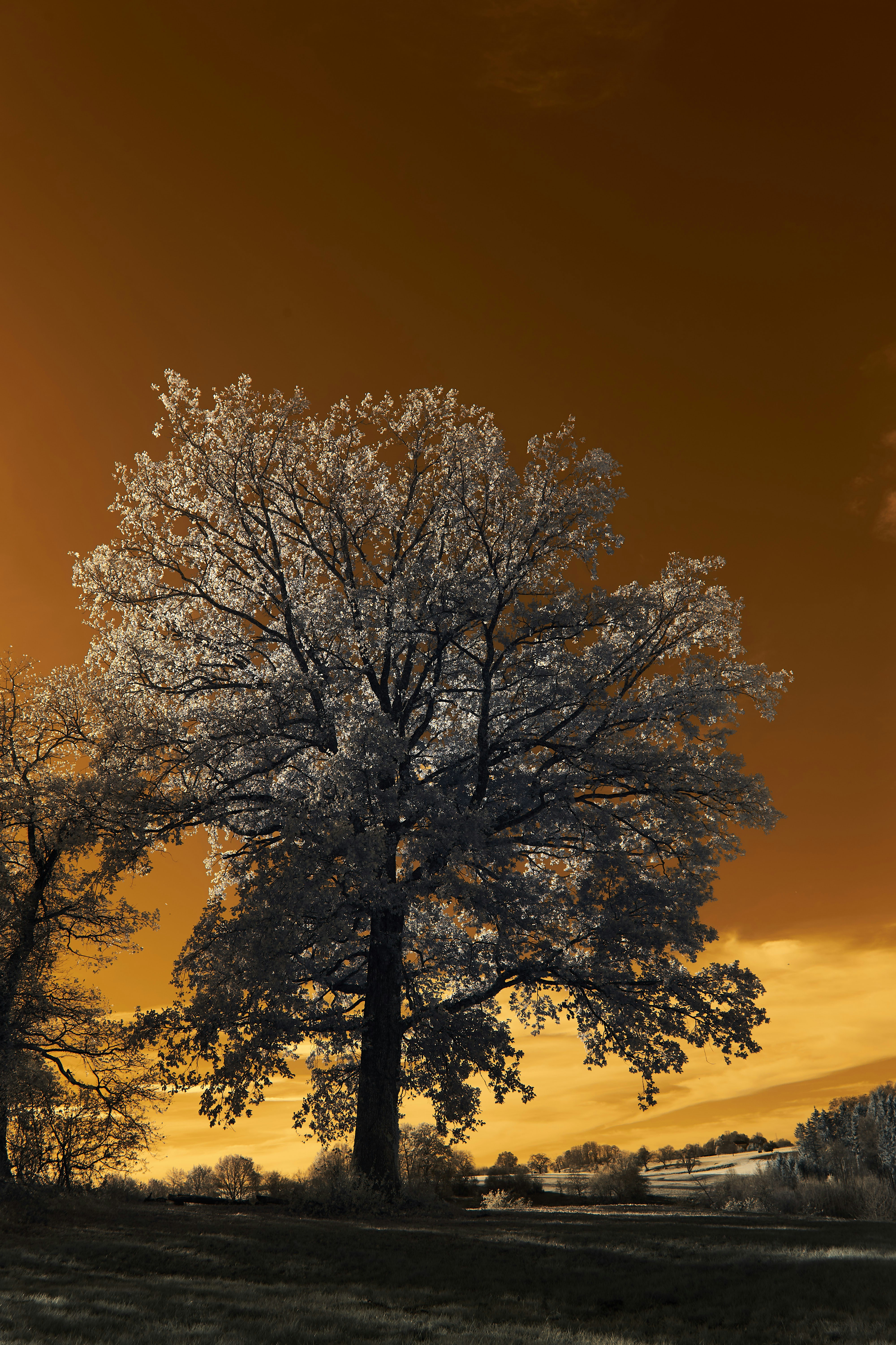 A tree with a sunset in the background photo – Free Wallpapers Image on ...