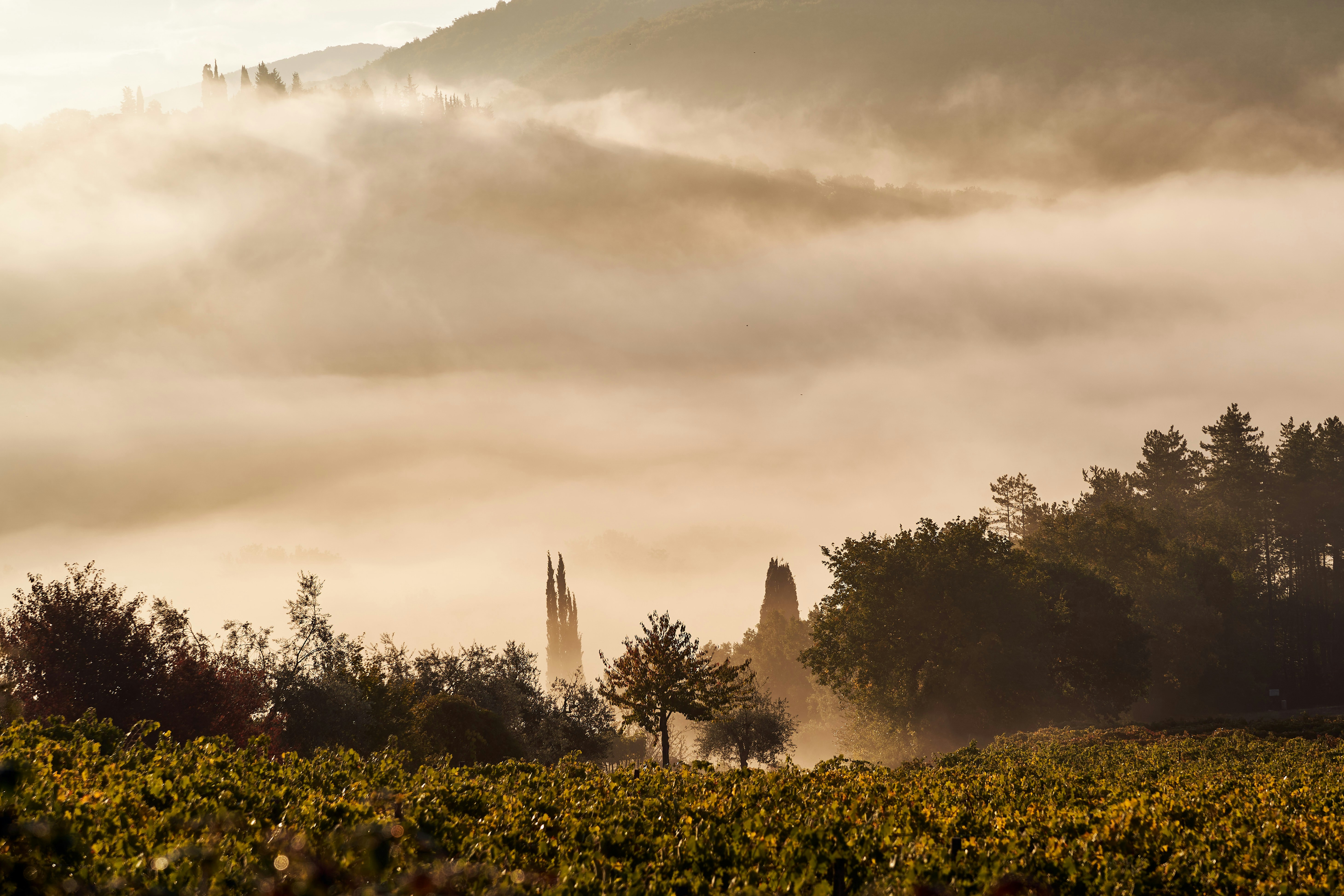 Dawn in the Fog-Kissed Vineyard: Silhouettes among the Mist