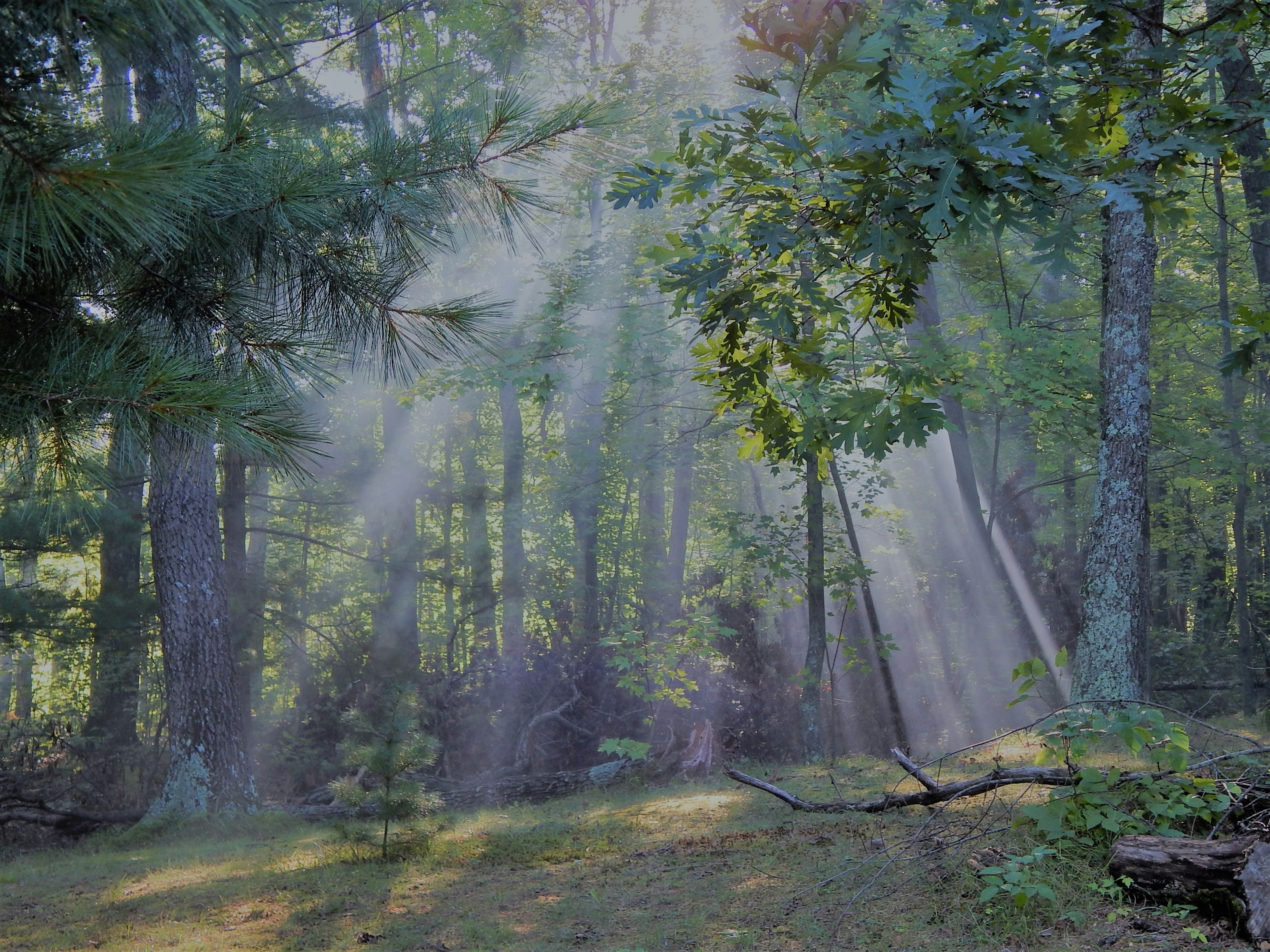 Sunbeams Filtering Through an Ancient Forest
