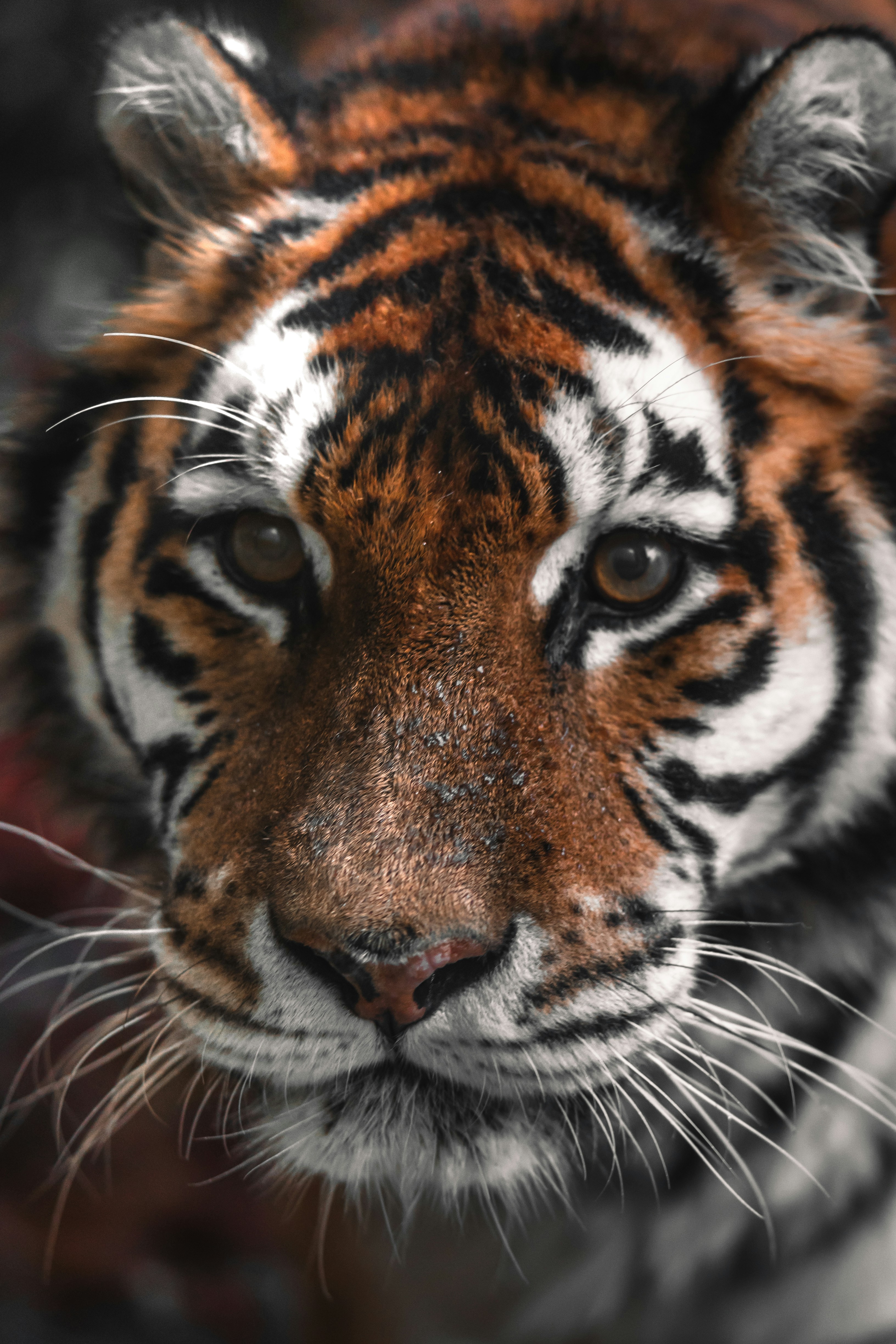 Serious Tiger Face Close Up