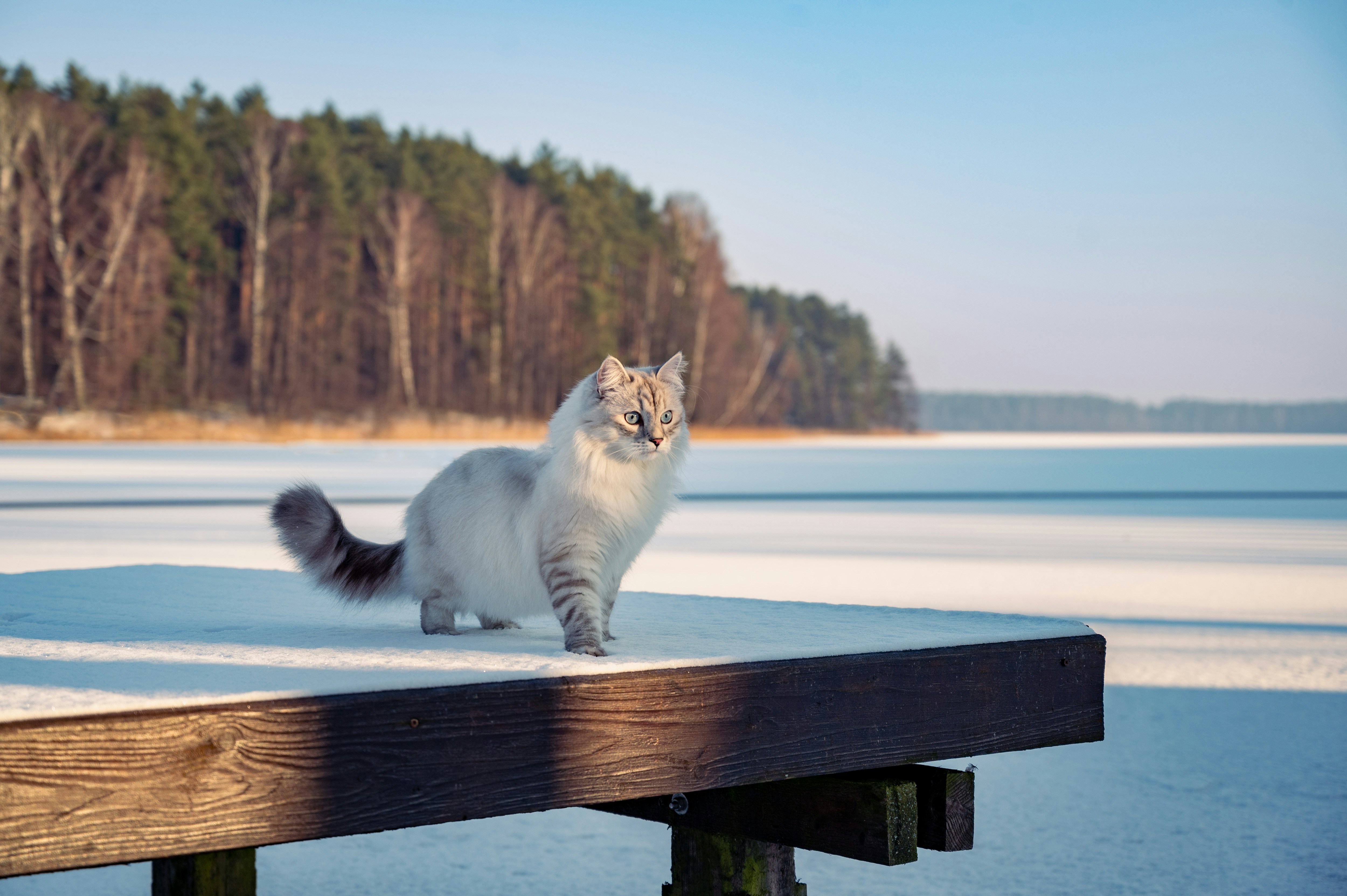 A fluffy cat explores a snowy dock by a frozen lake, surrounded by a serene winter landscape. The scene captures the essence of a tranquil day in nature.