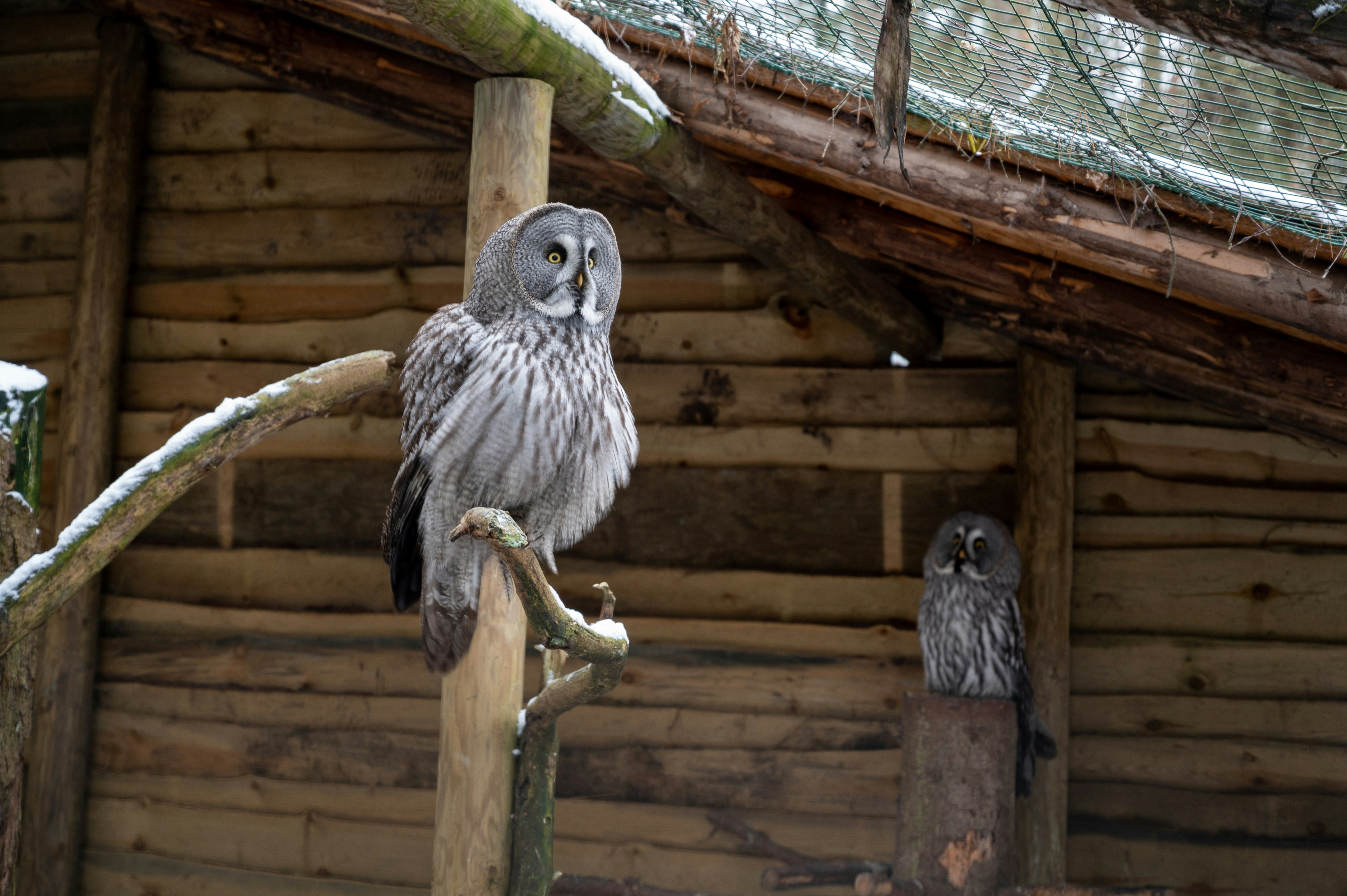 Timberbound Guardians: A Pair of Owls in a Weathered Aviary