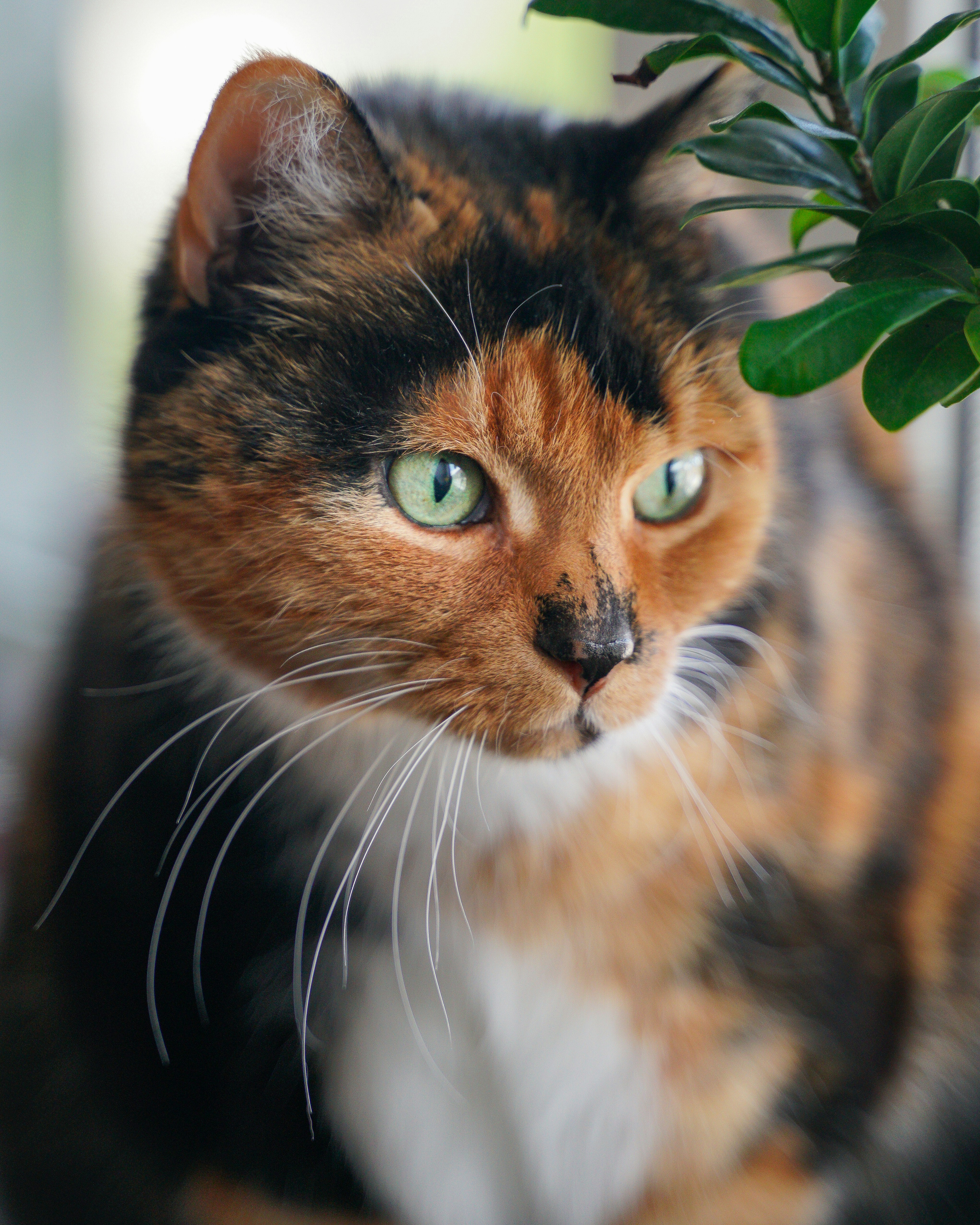 a close up of a cat near a plant