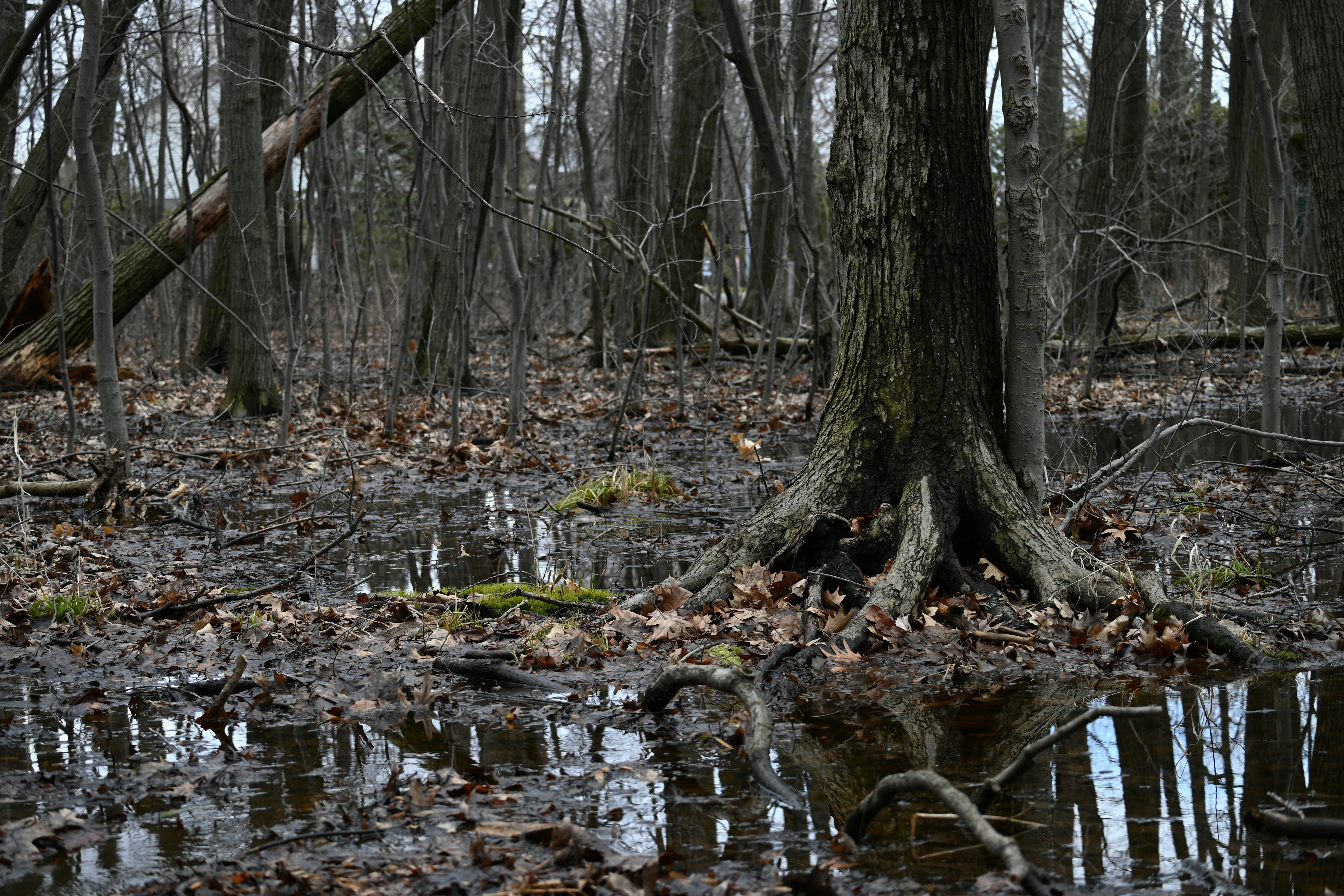 A tree that is in the middle of a swamp photo – Free Nature Image on ...