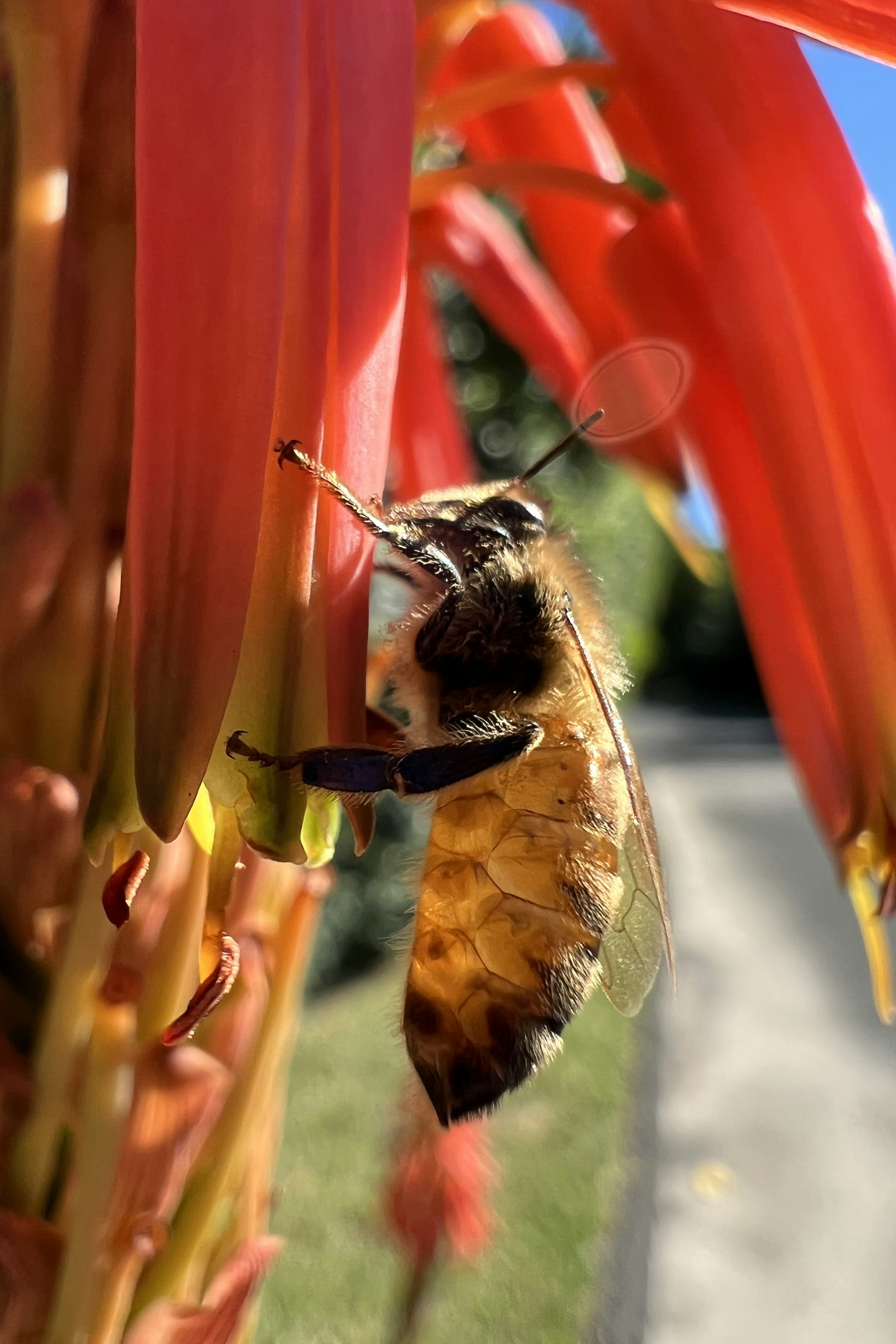 A close up of a bee on a flower photo – Free Bermuda Image on Unsplash