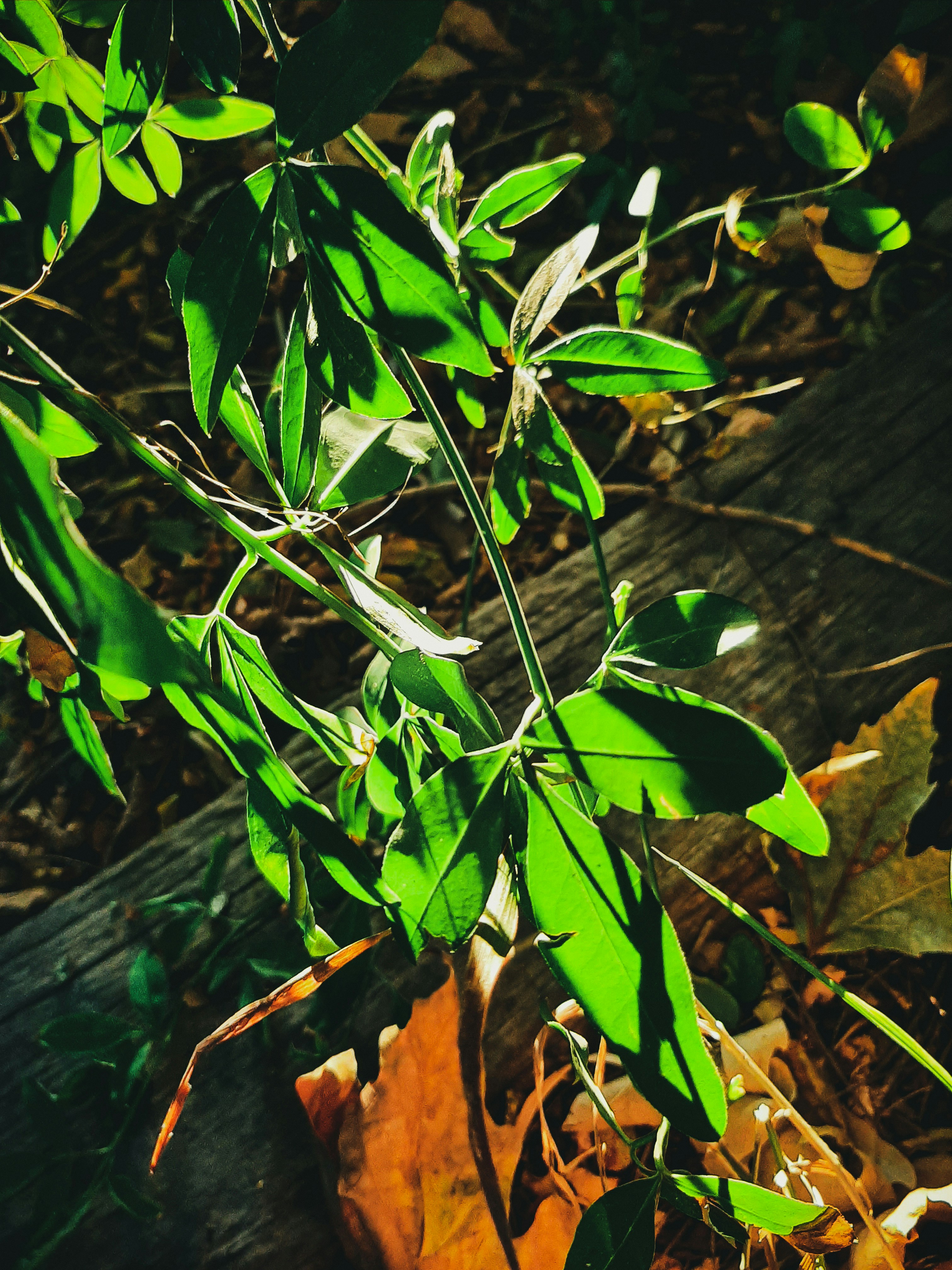 a close up of a plant with leaves on the ground