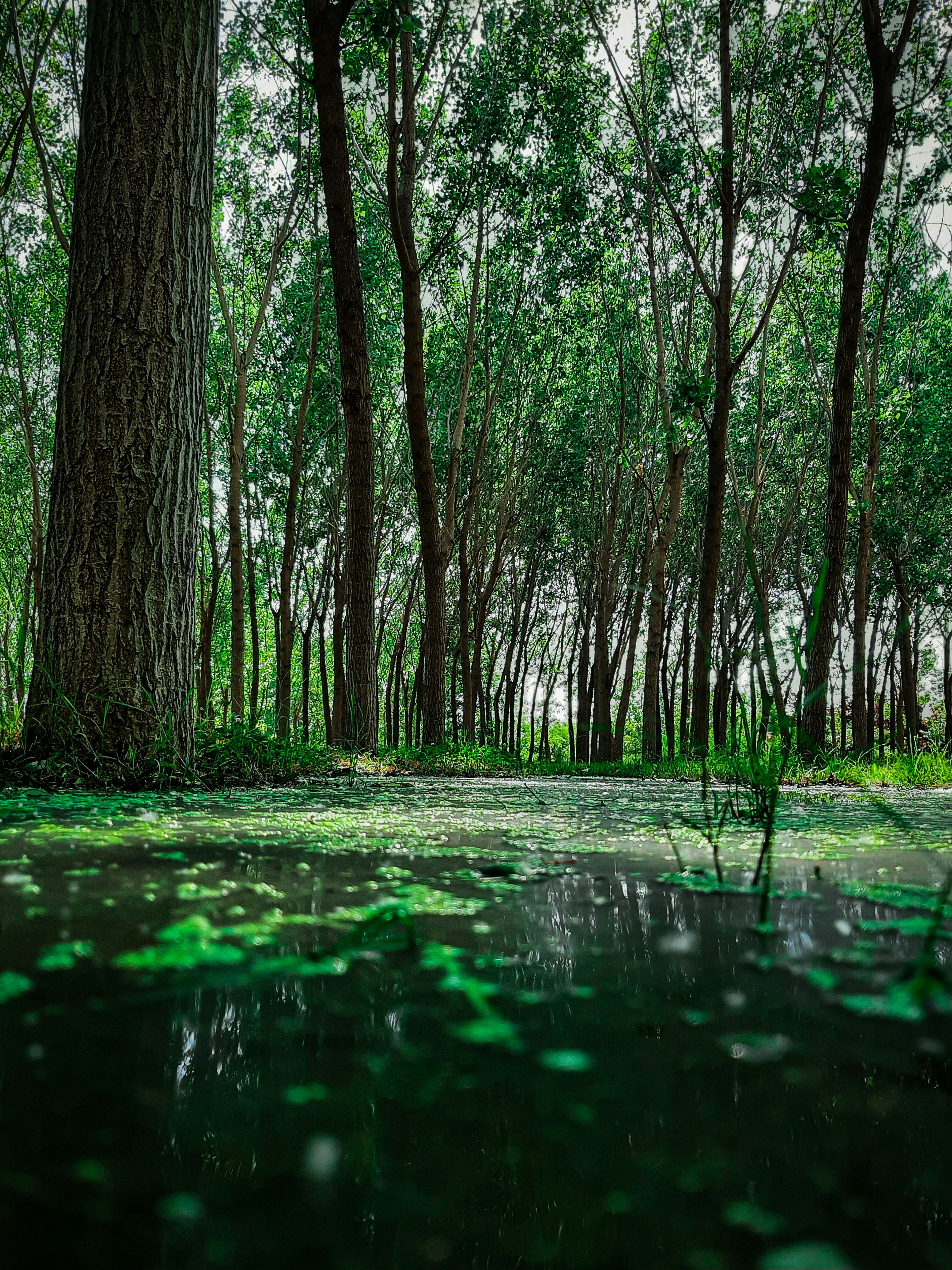 A swamp with a lot of water and trees photo – Free Land Image on Unsplash