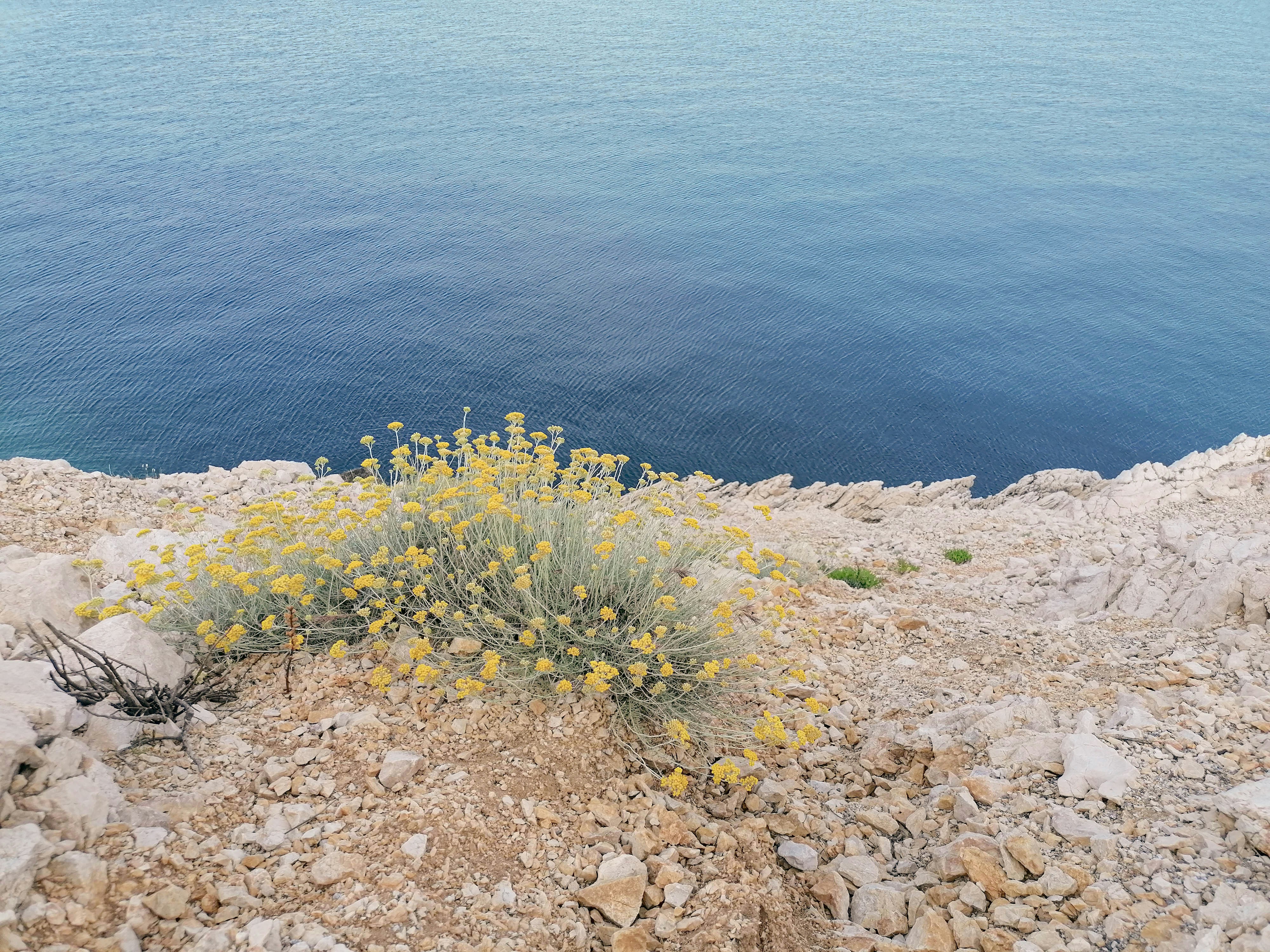 Coastal Resilience: Nature's Tenacity at the Edge
