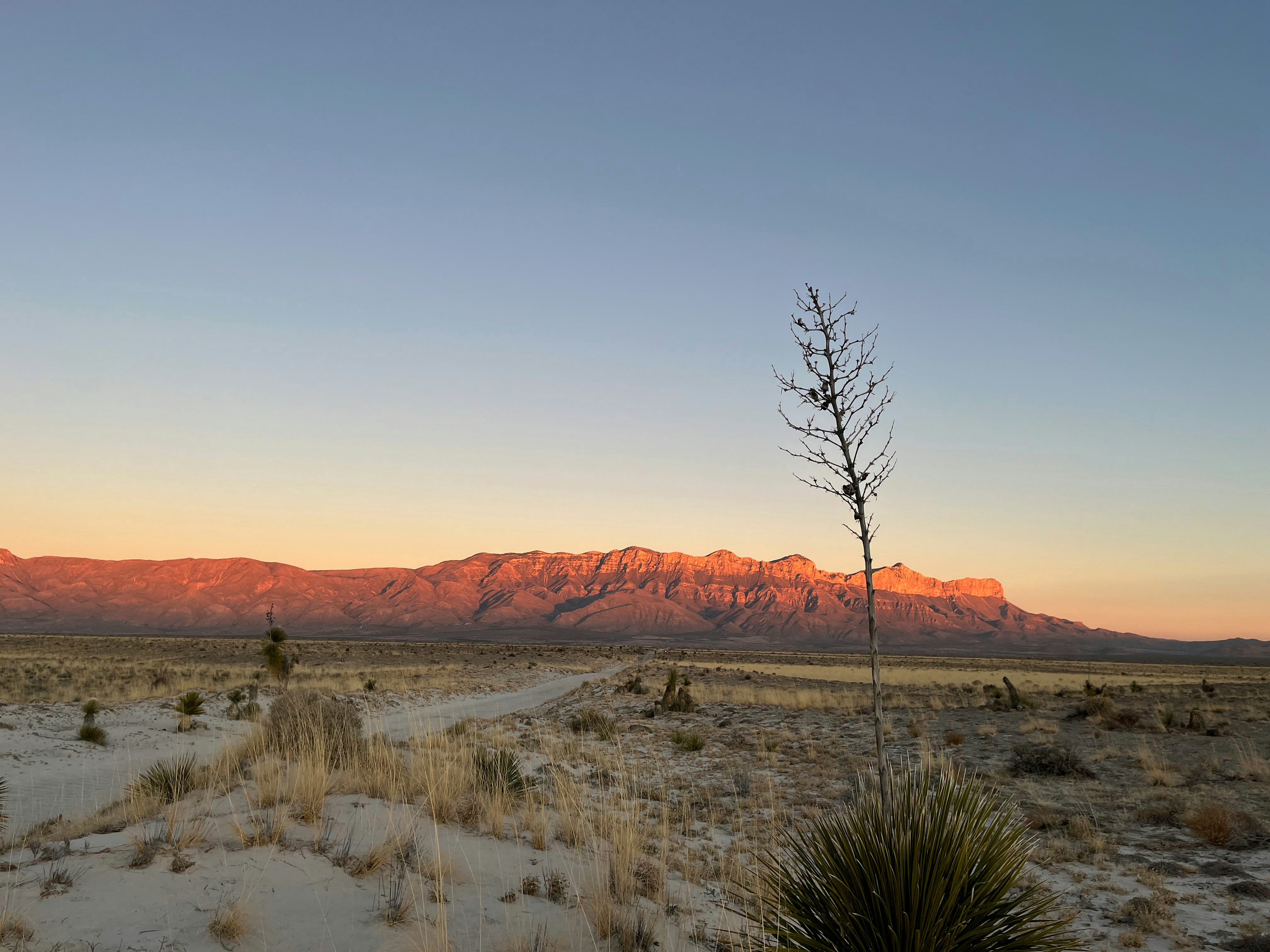 A solitary tree stands against a backdrop of mountains illuminated by the warm glow of sunset, showcasing the serene beauty of the desert landscape.