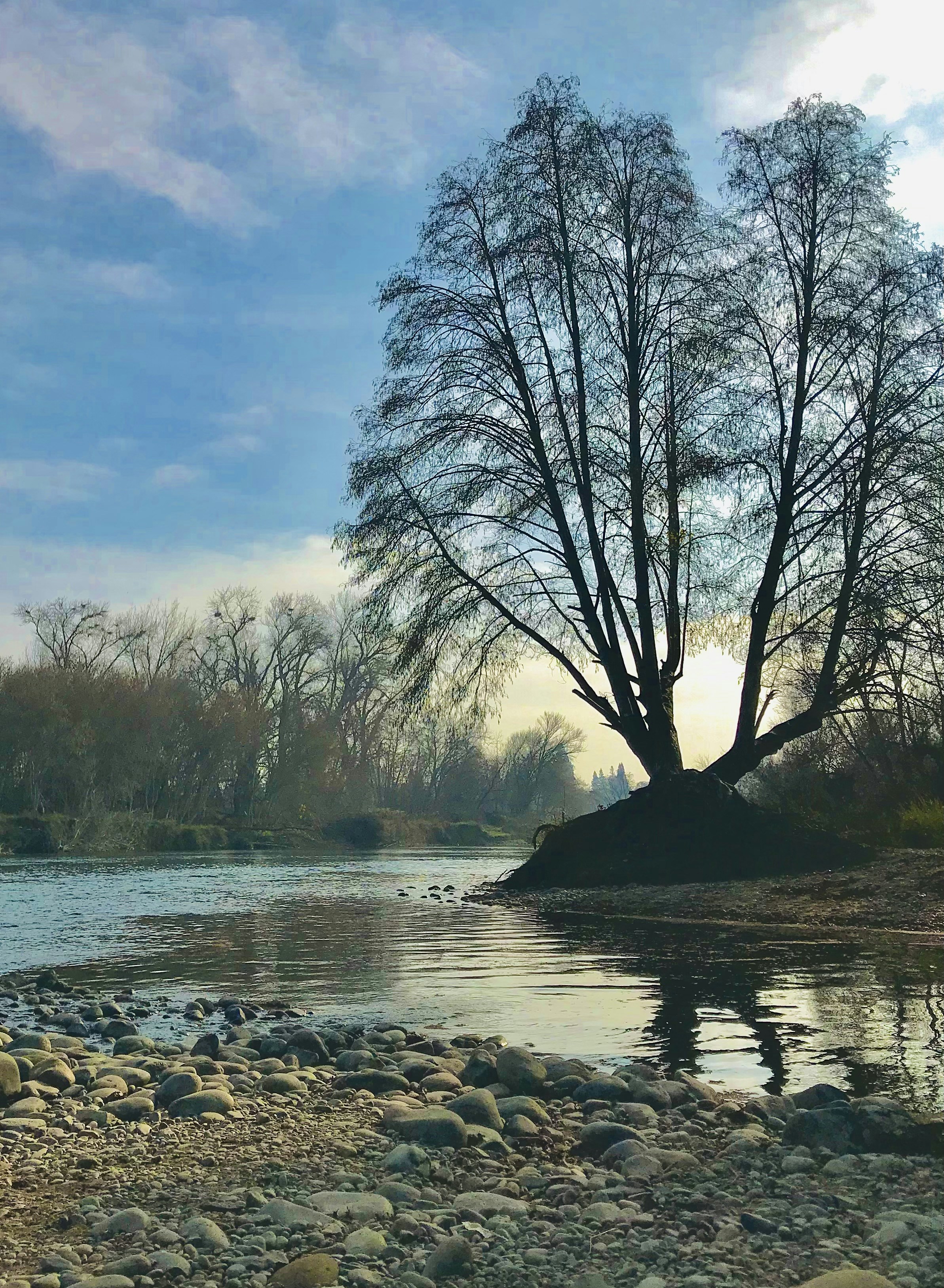 River Bend's Silent Sentinel: A solitary tree on a rocky shore