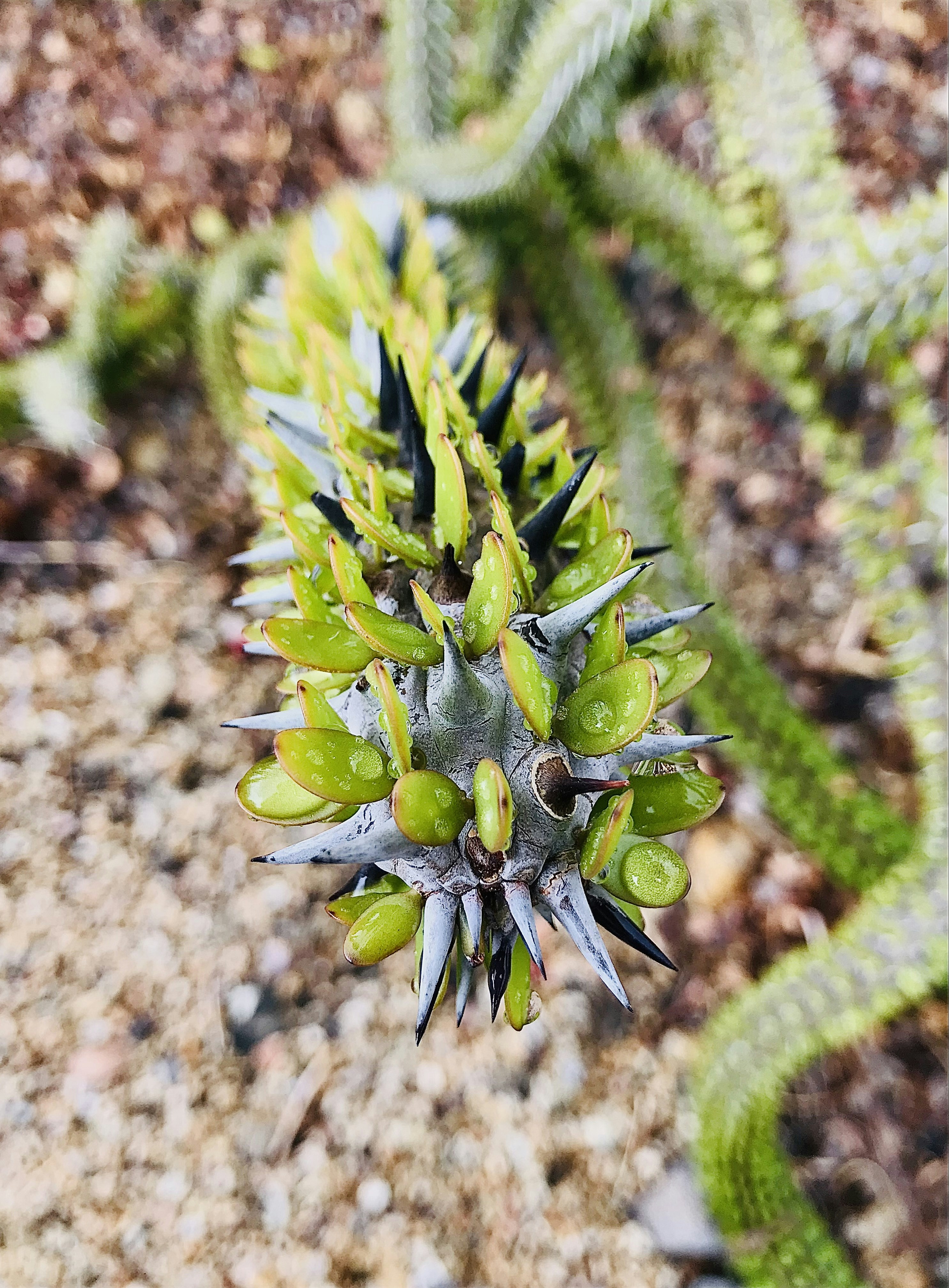 Close-Up of a Spiky Desert Succulent Sprouting Green Buds