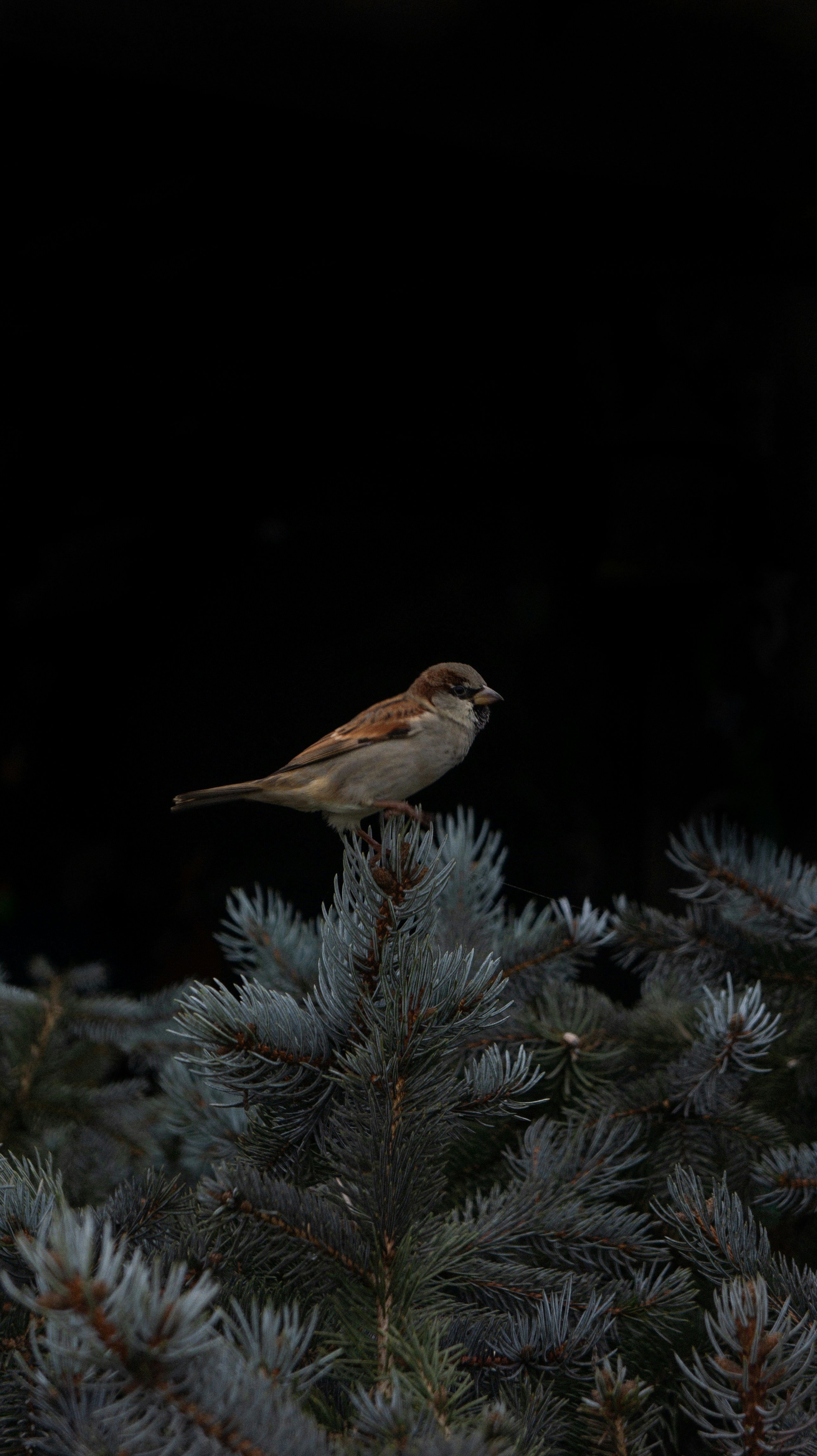 Twilight Sparrow on a Frosted Pine