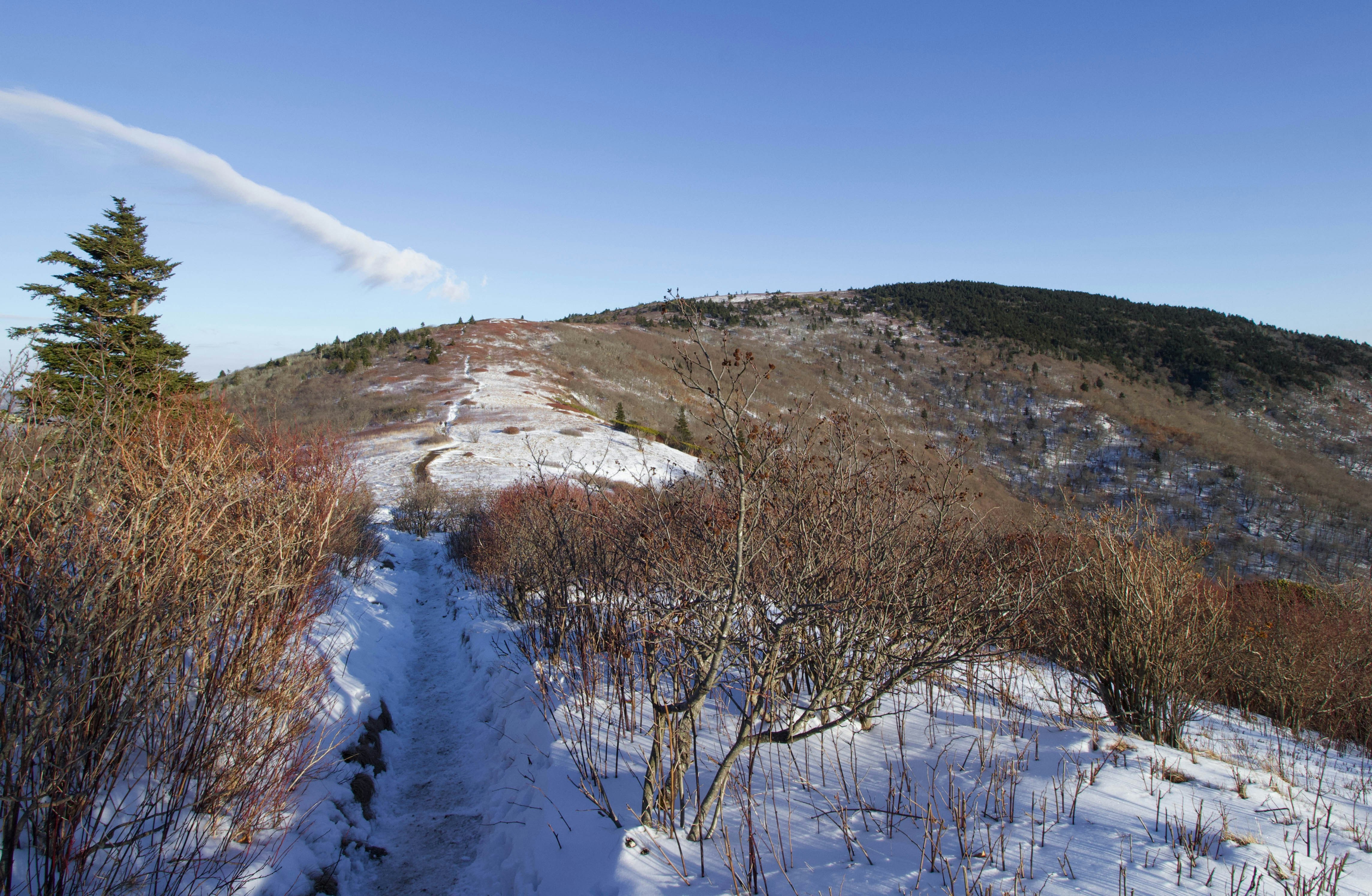 A snow covered hill with trees and bushes in the foreground photo ...