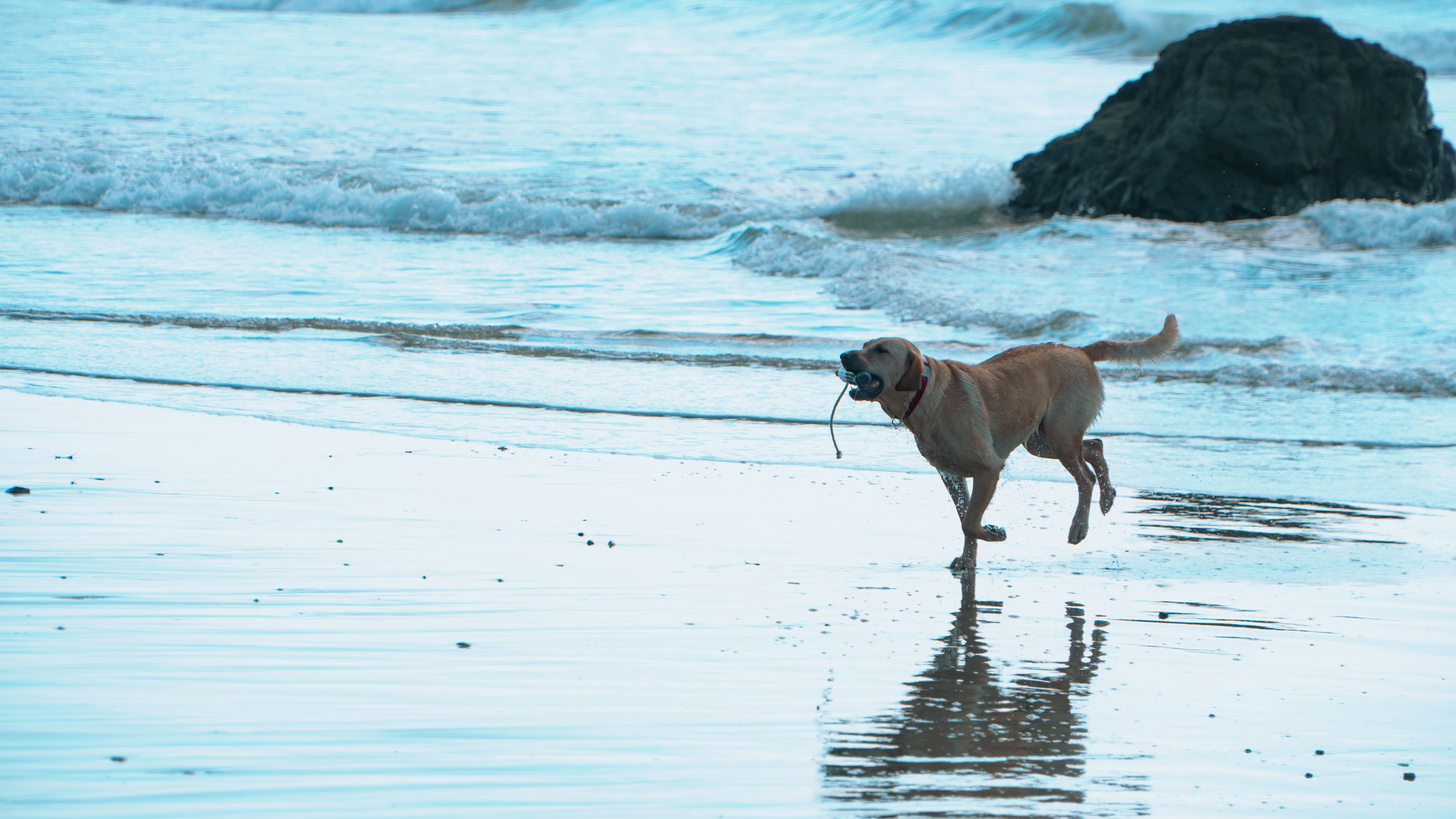 A playful dog running along the beach, carrying a stick in its mouth, with gentle waves lapping at the shore.