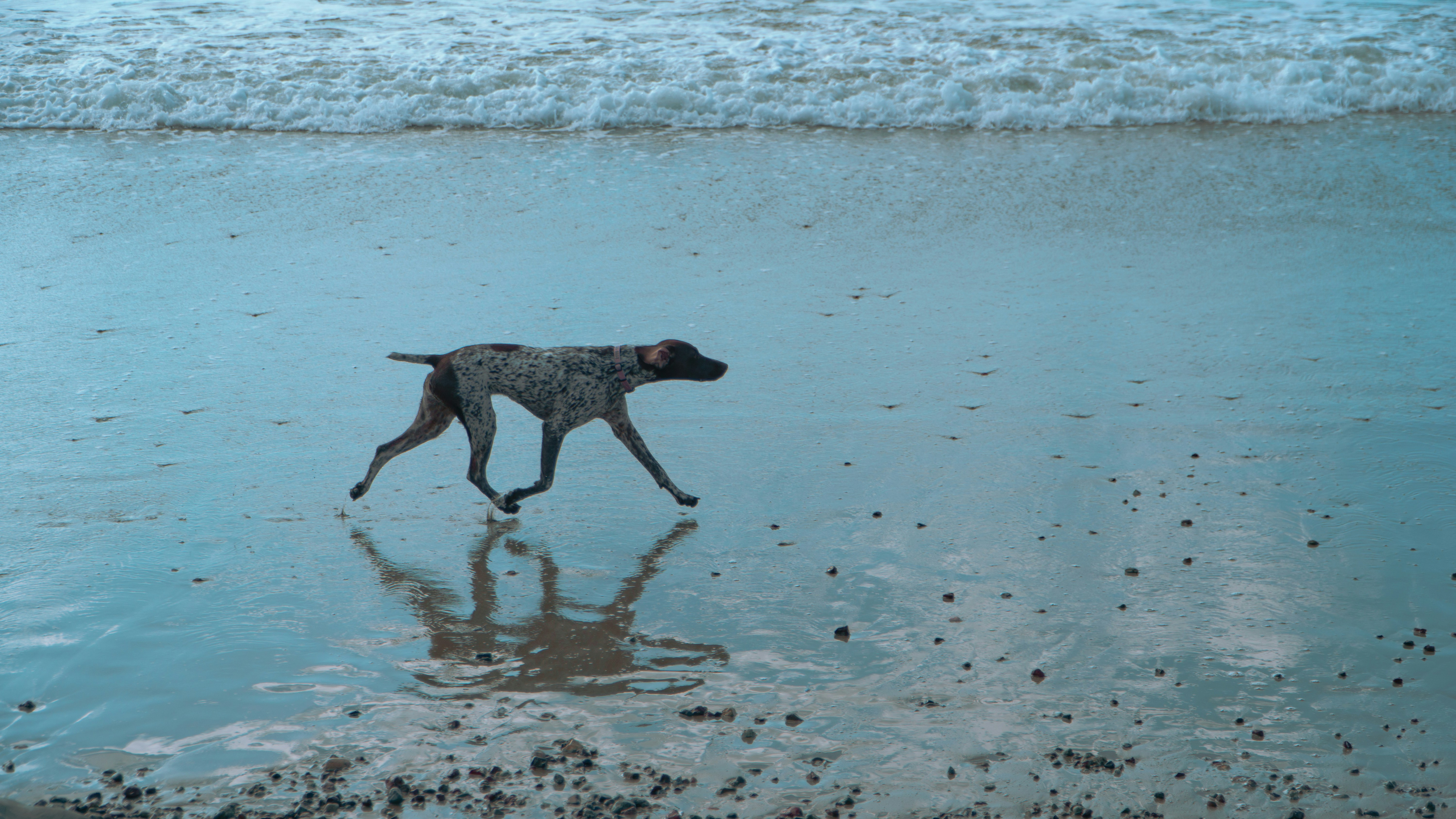 a dog is walking on the beach near the water
