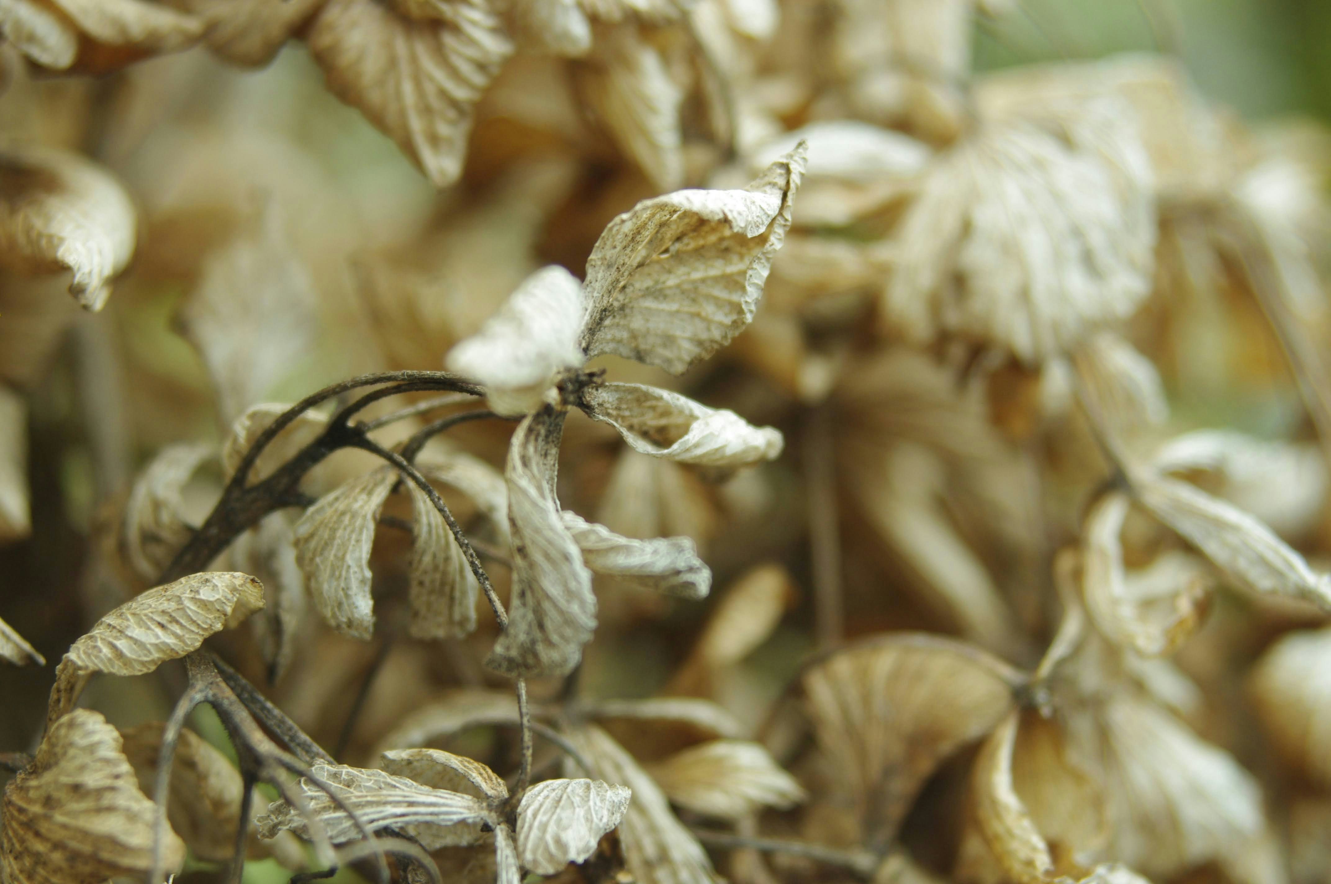 Withered Leaves in Soft Focus: Autumn's Quiet Texture