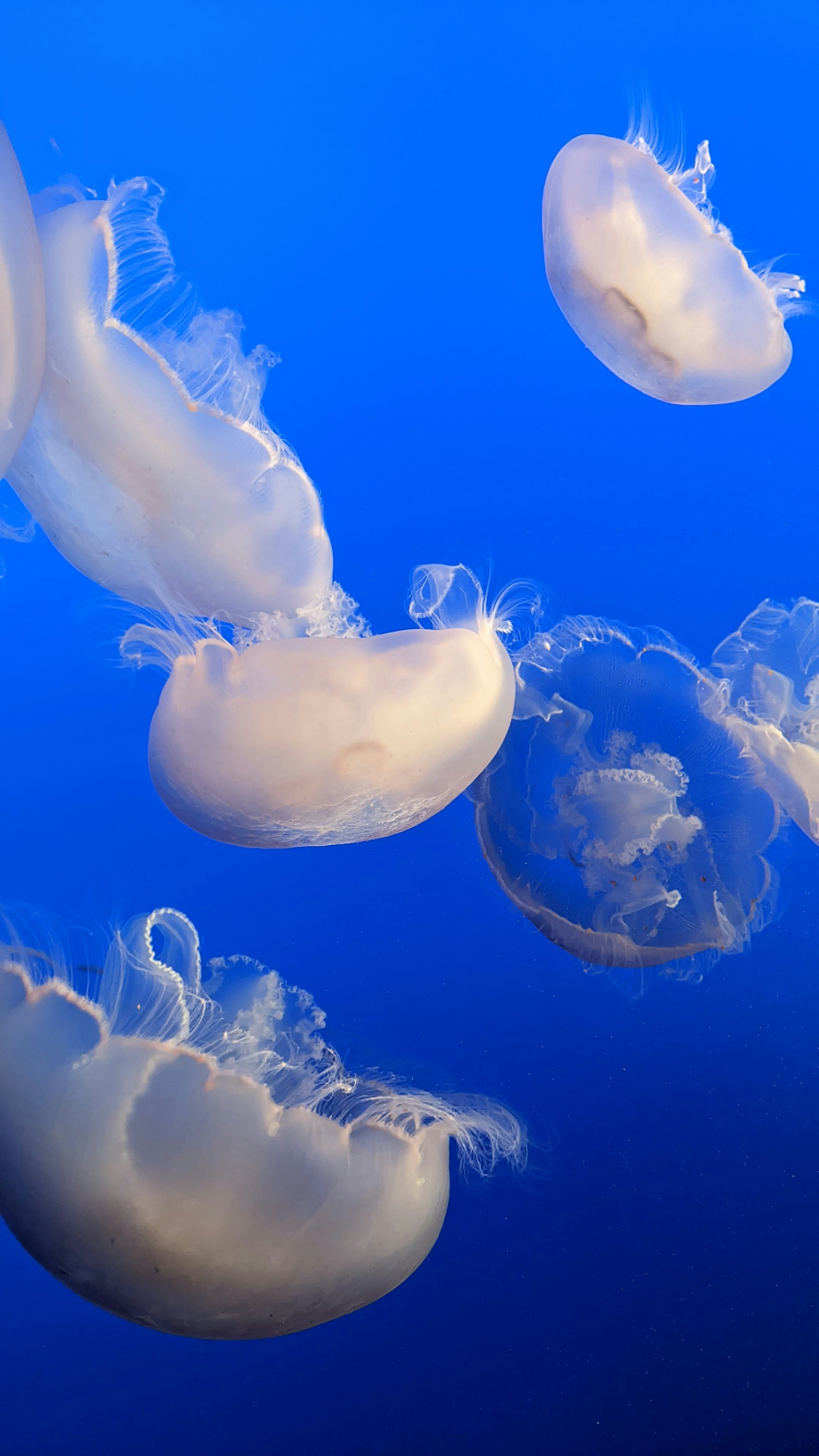 A group of jellyfish floating in the water photo – Free Monterey bay ...