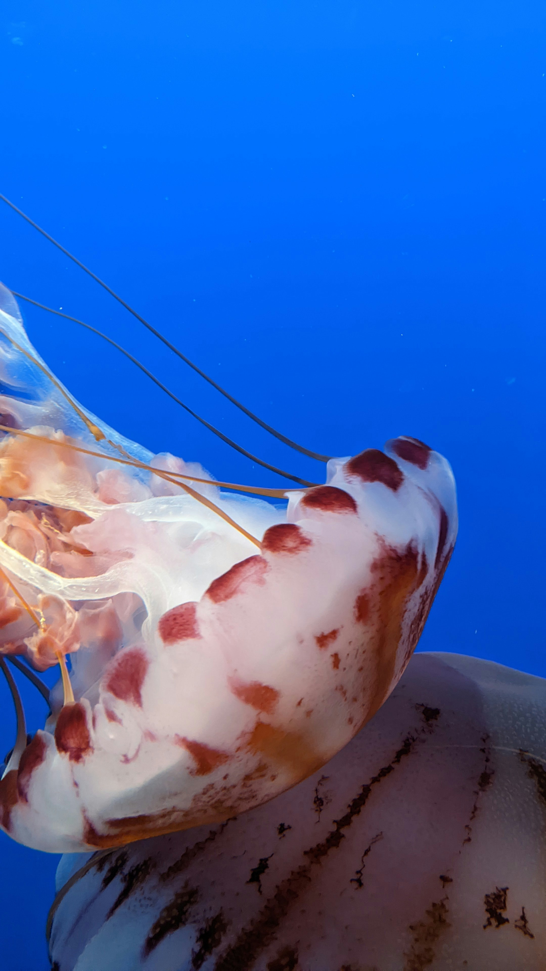 A jellyfish gracefully gliding through crystal-clear waters, showcasing its delicate tentacles against a vibrant blue backdrop.