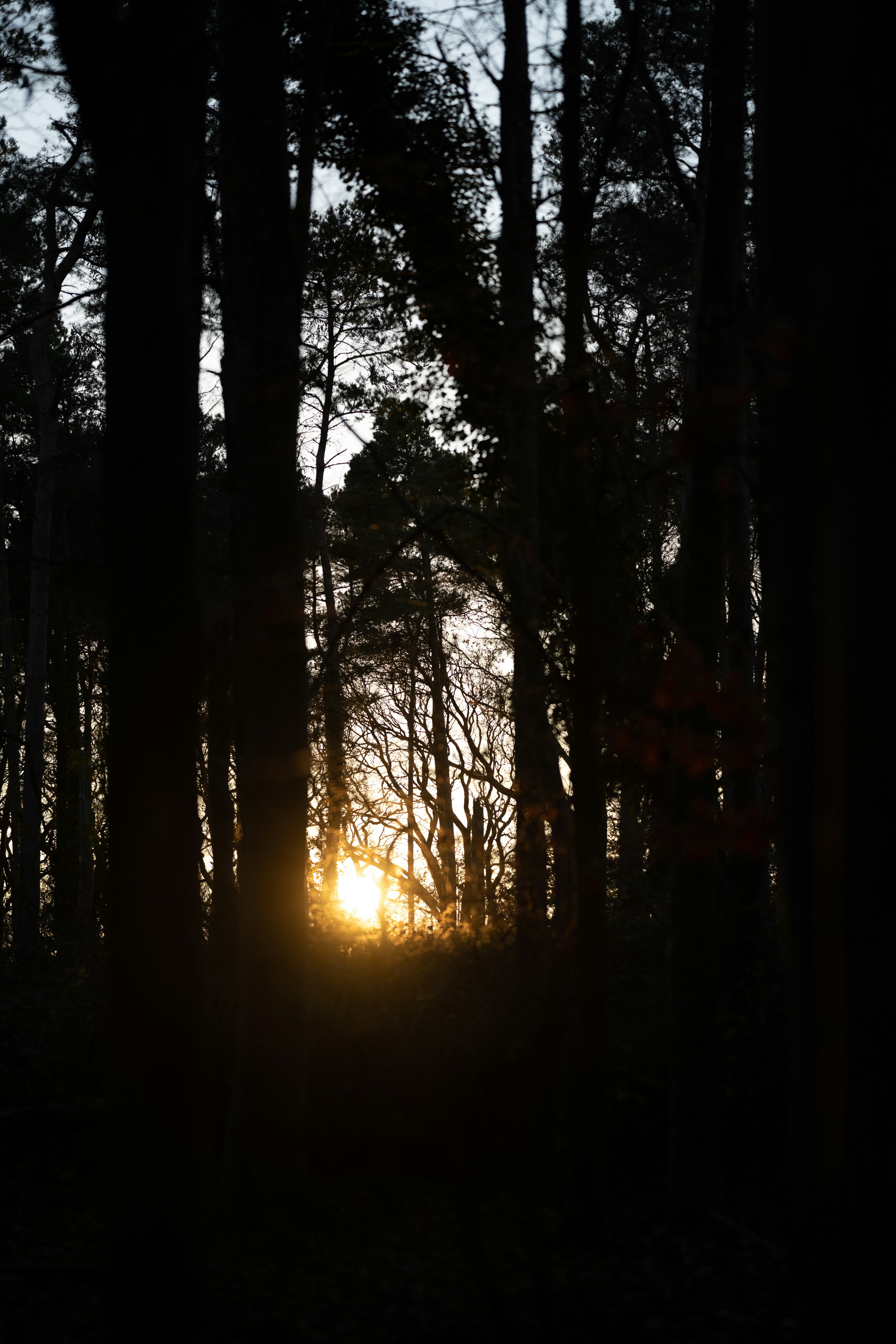 Dawn's Narrow Window: Sunset Light Breaking Through Silent Pines