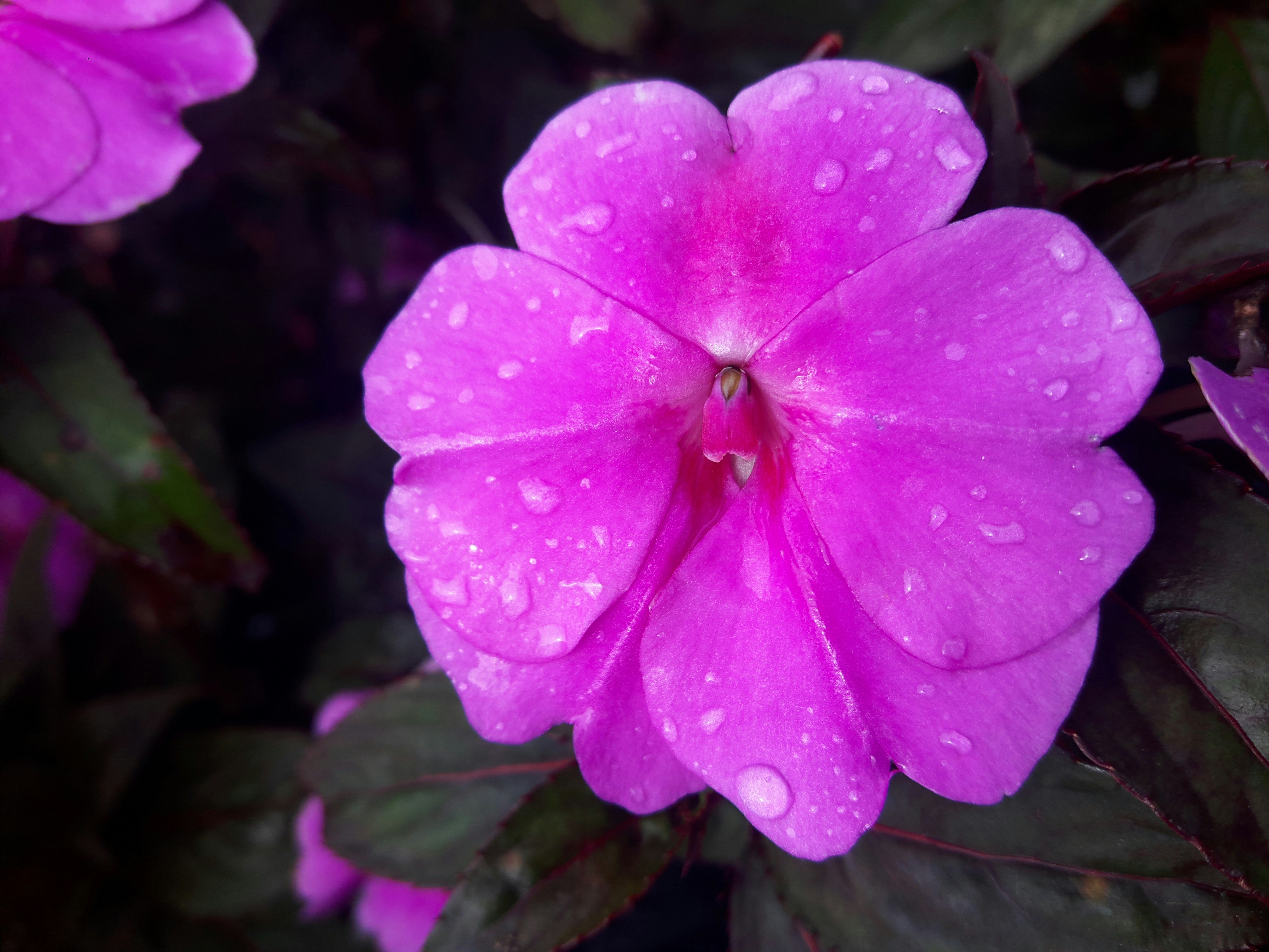 Vibrant pink flower with dewdrops on petals against dark green foliage.
