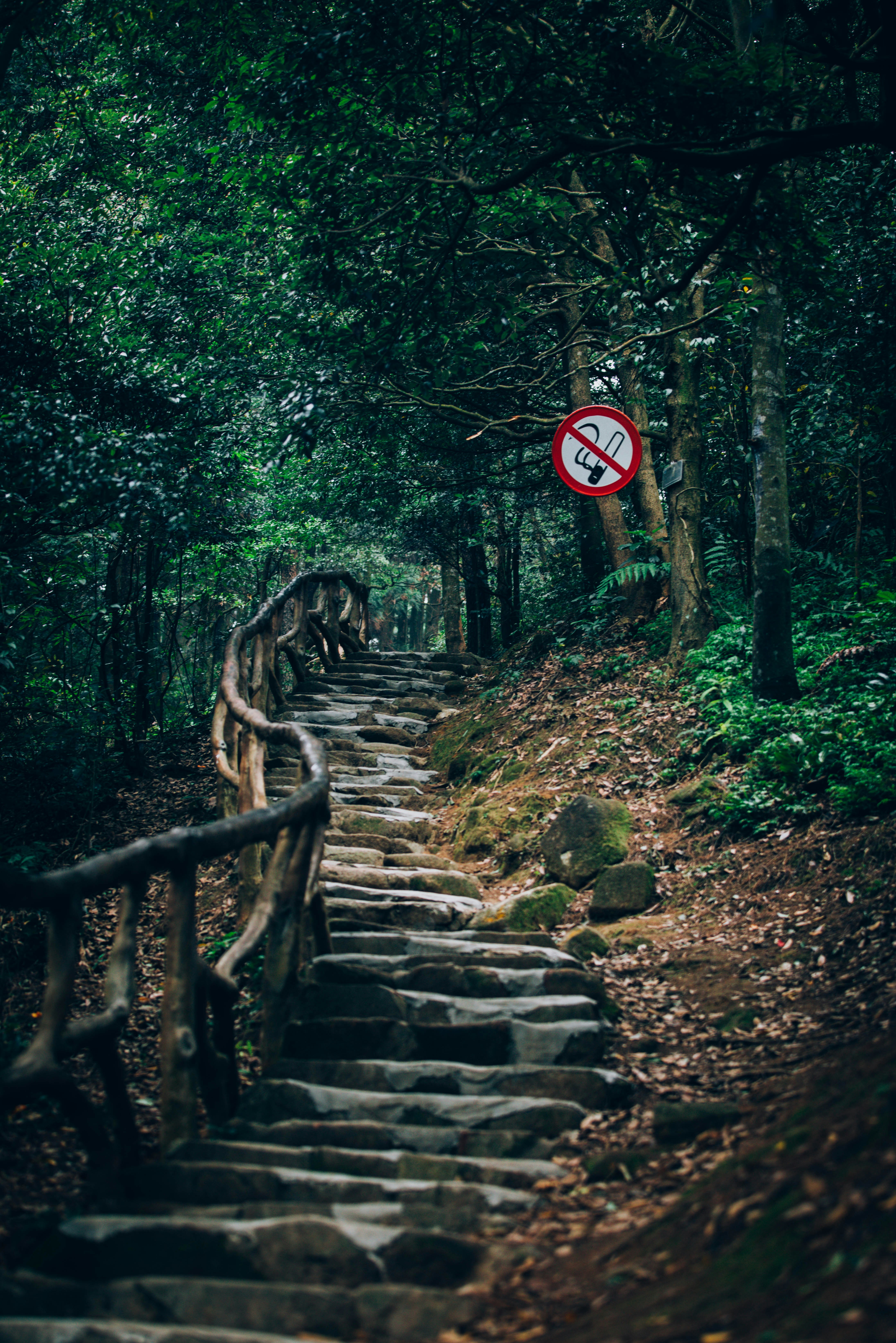 Forest Staircase Under the Sign