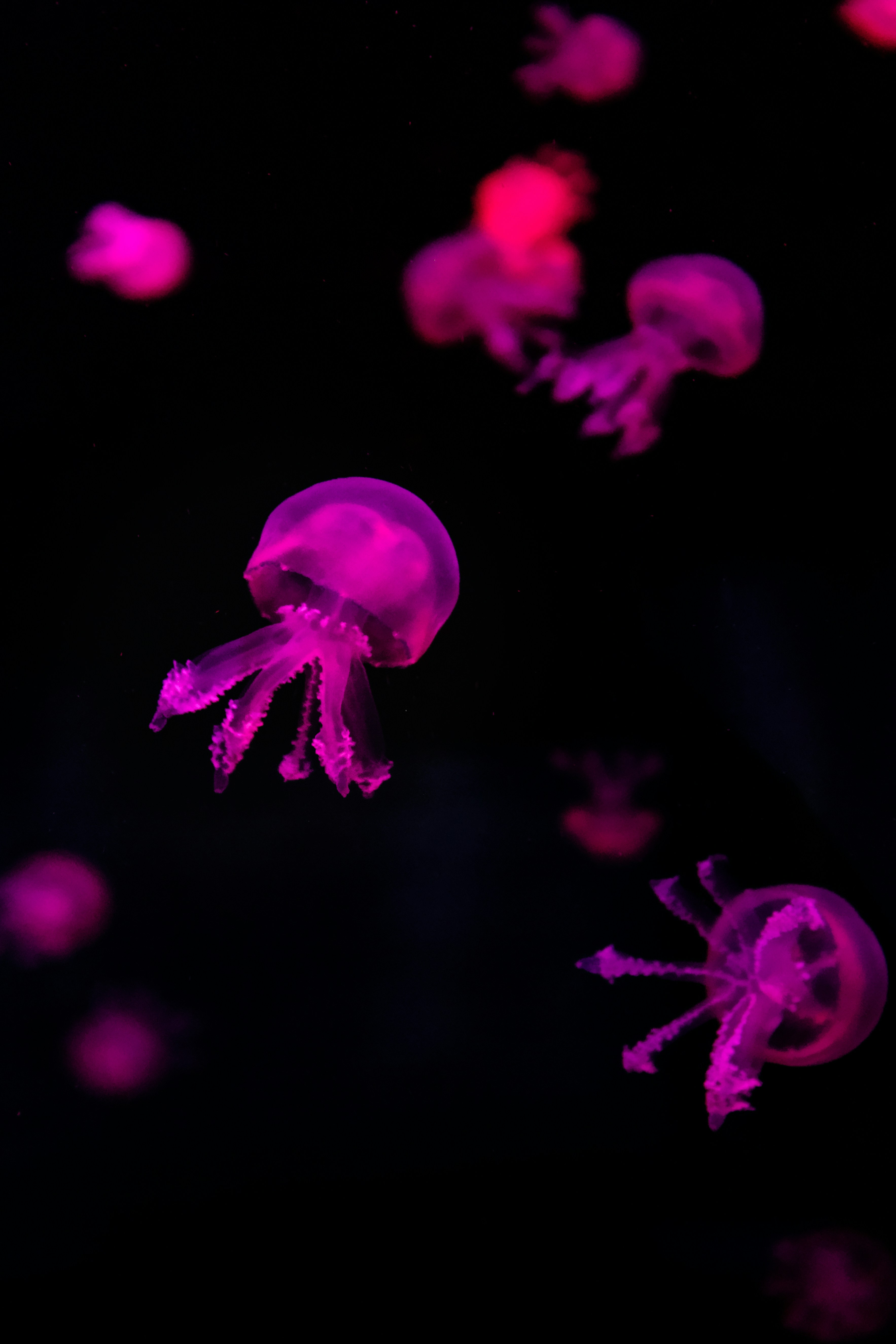 A mesmerizing display of luminous jellyfish gracefully floating in dark waters, showcasing their ethereal beauty and vibrant colors.