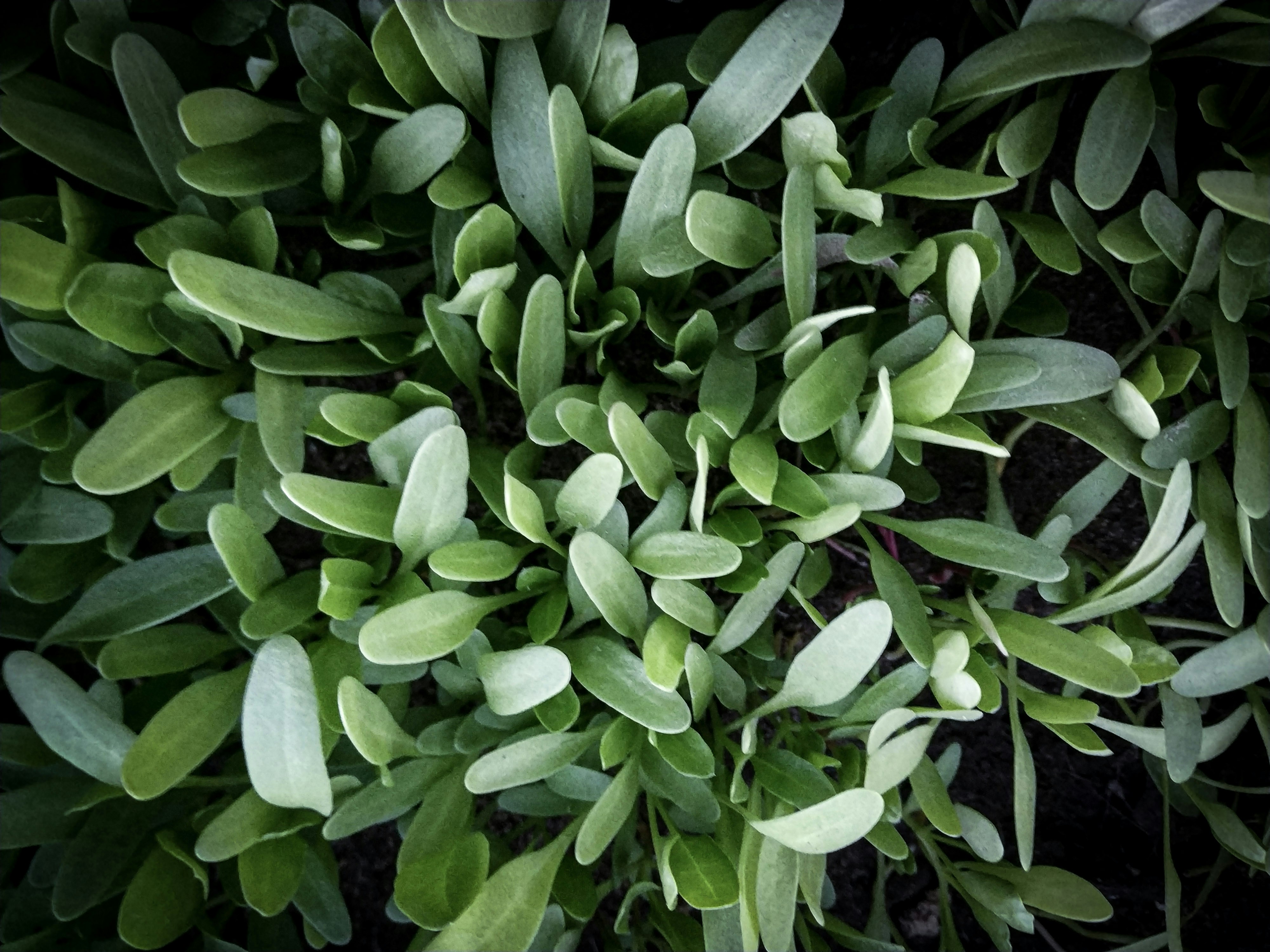 Verdant Carpet: Close-knit Succulent Leaves in Morning Light