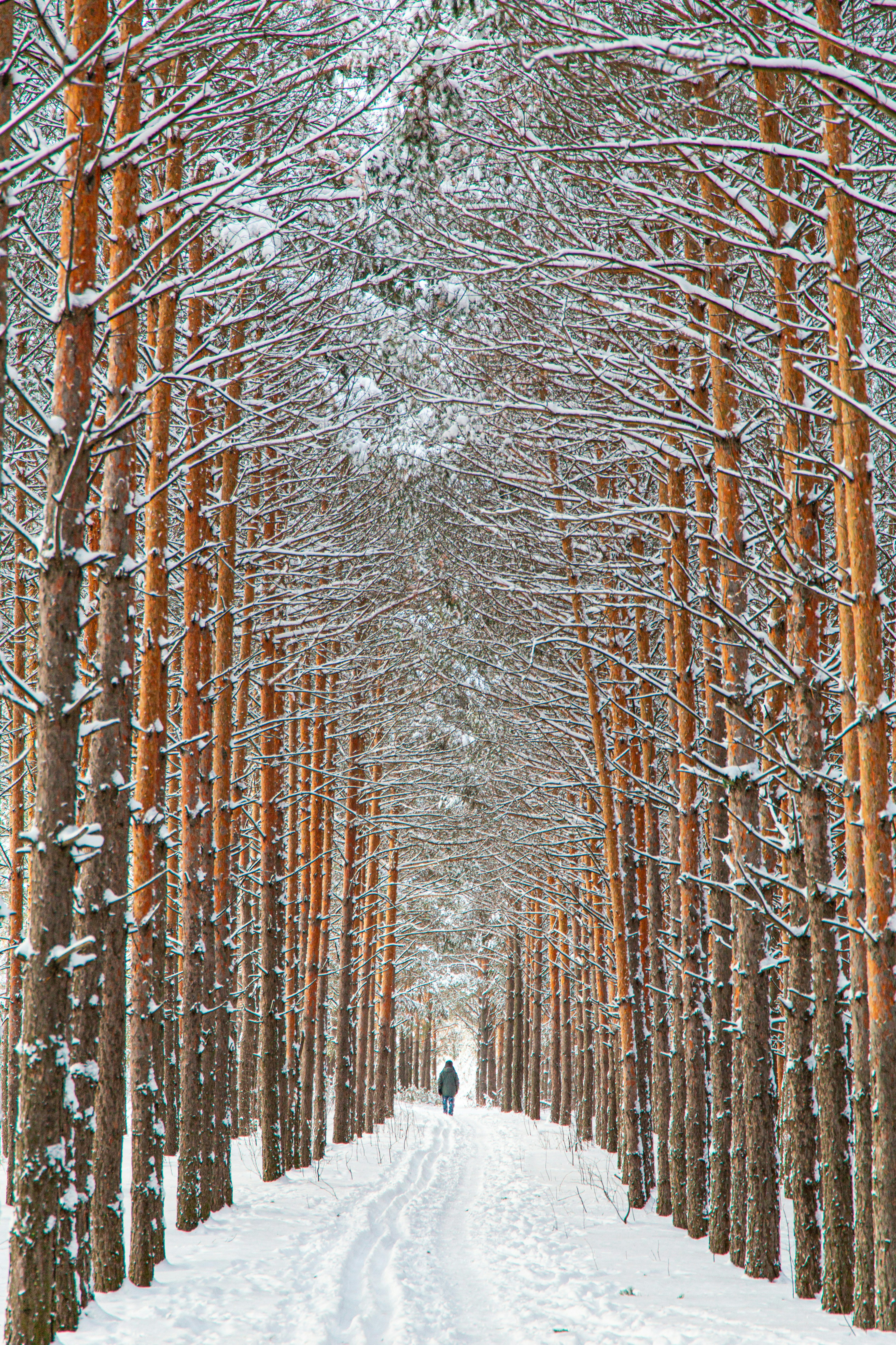 A solitary figure walks down a snow-covered path flanked by tall, snow-laden pine trees, creating a tranquil winter scene.