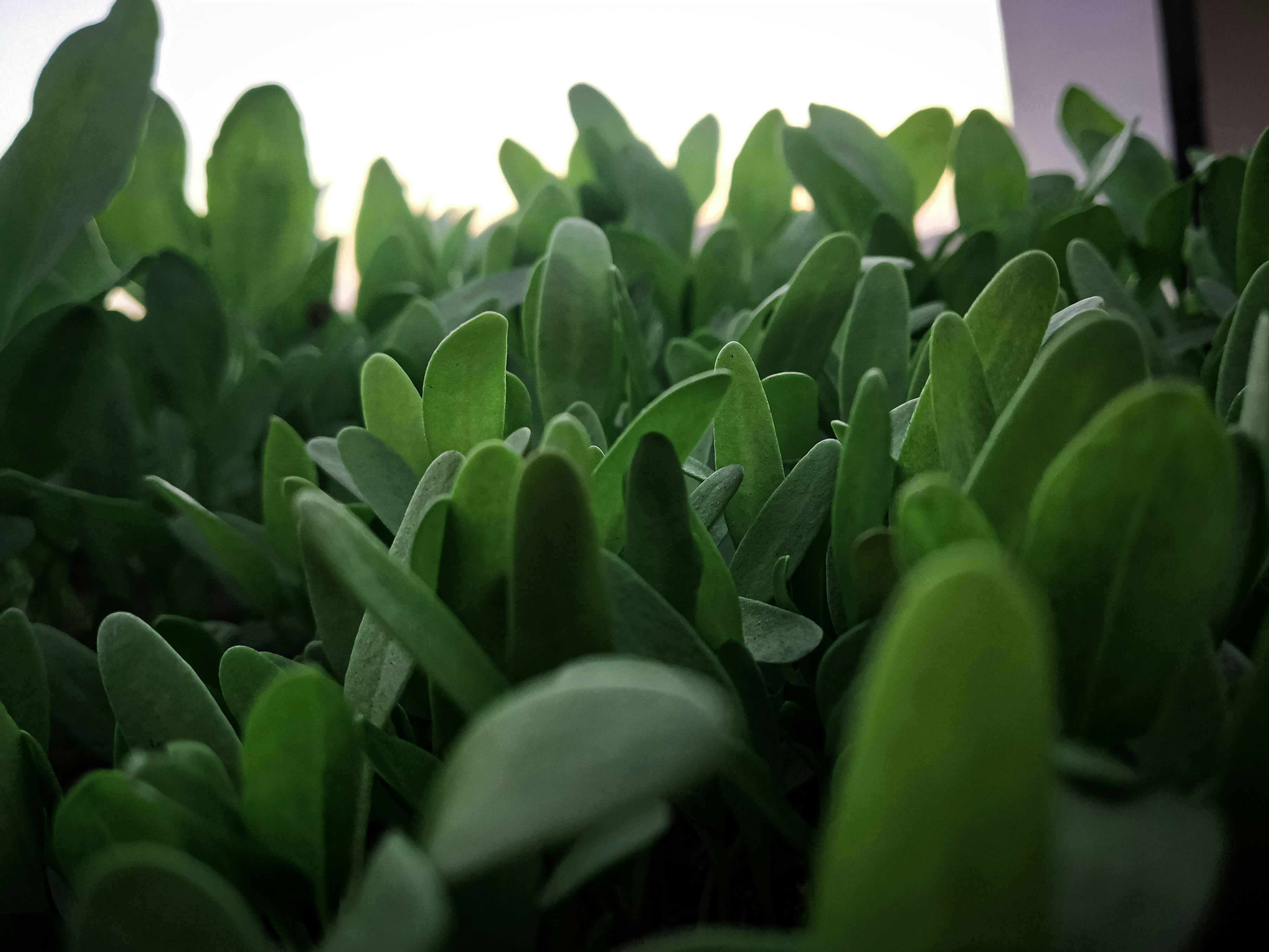 Dense green leaves fill the frame with shallow depth of field, emphasizing smooth, oval foliage and a softly blurred background.