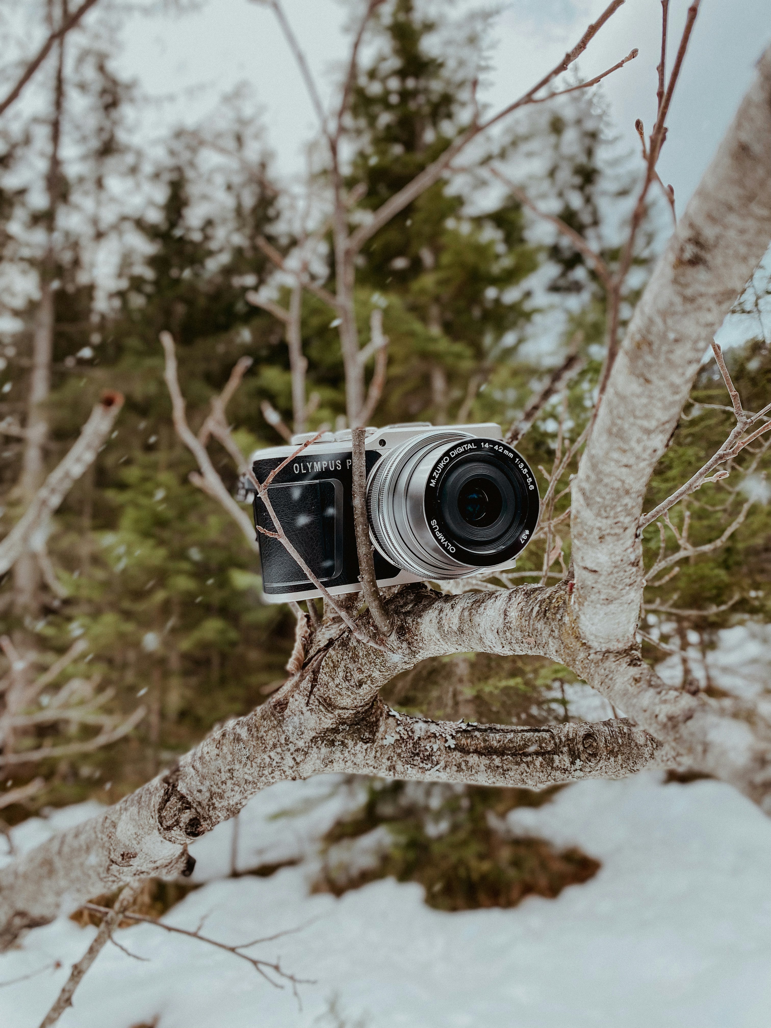 A camera sitting on top of a tree branch photo – Free Grey Image on ...