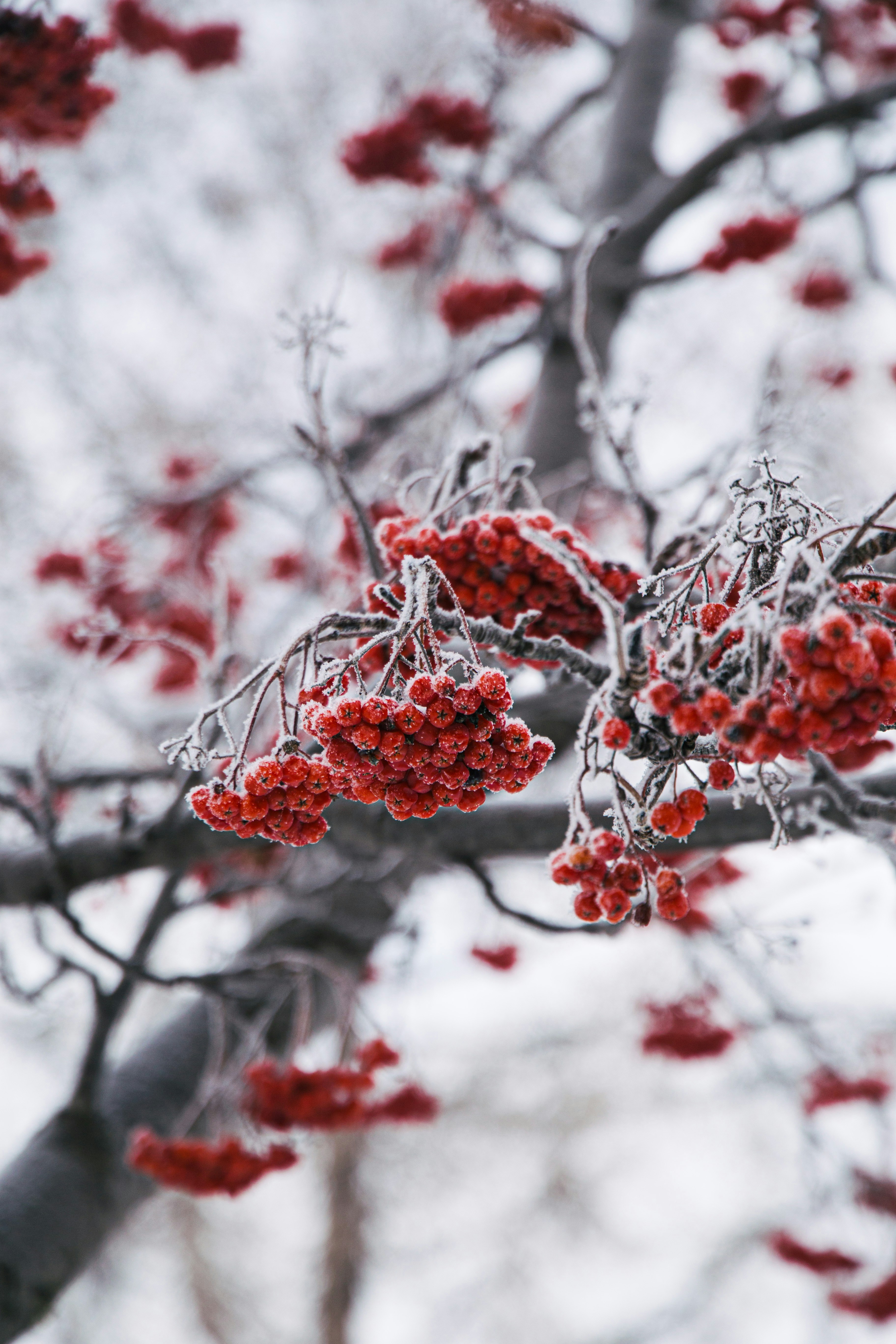 Un arbre avec des baies rouges dessus photo – Photo Feuilles congelées ...