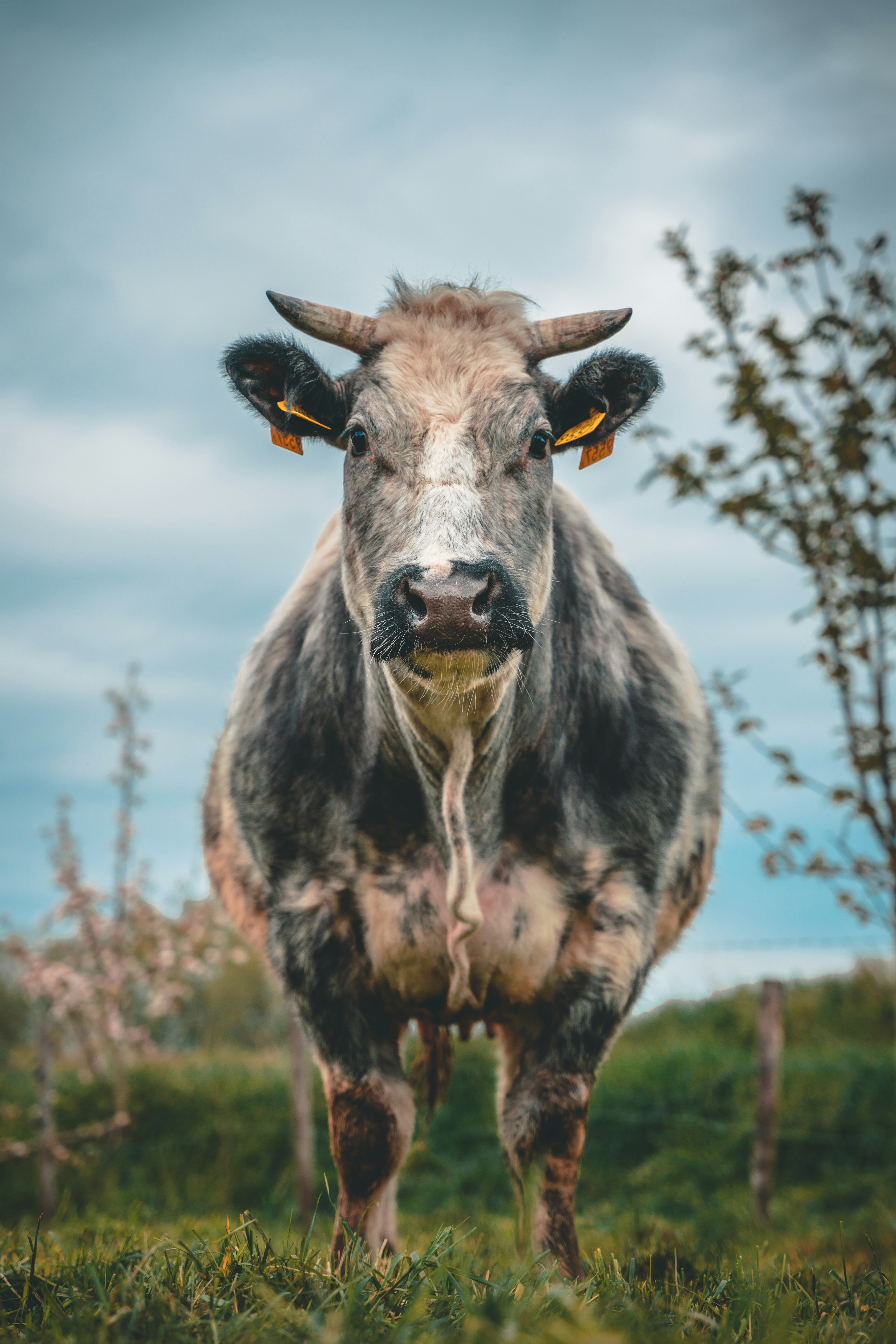 Grounded Gaze: A Highland Cow Stands Firm in a Crisp Field
