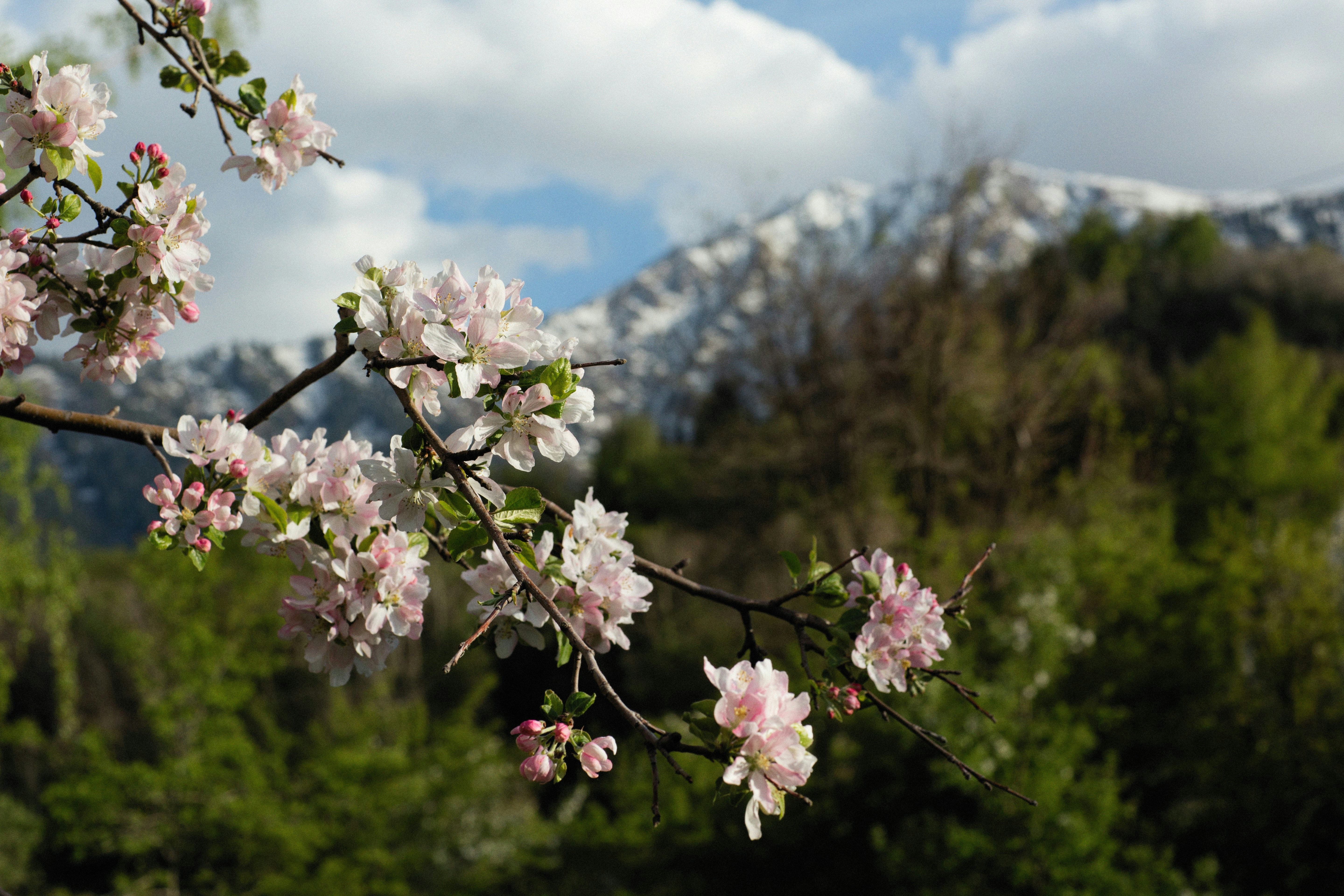 Delicate pink blossoms frame a breathtaking view of snow-capped mountains under a cloudy sky.