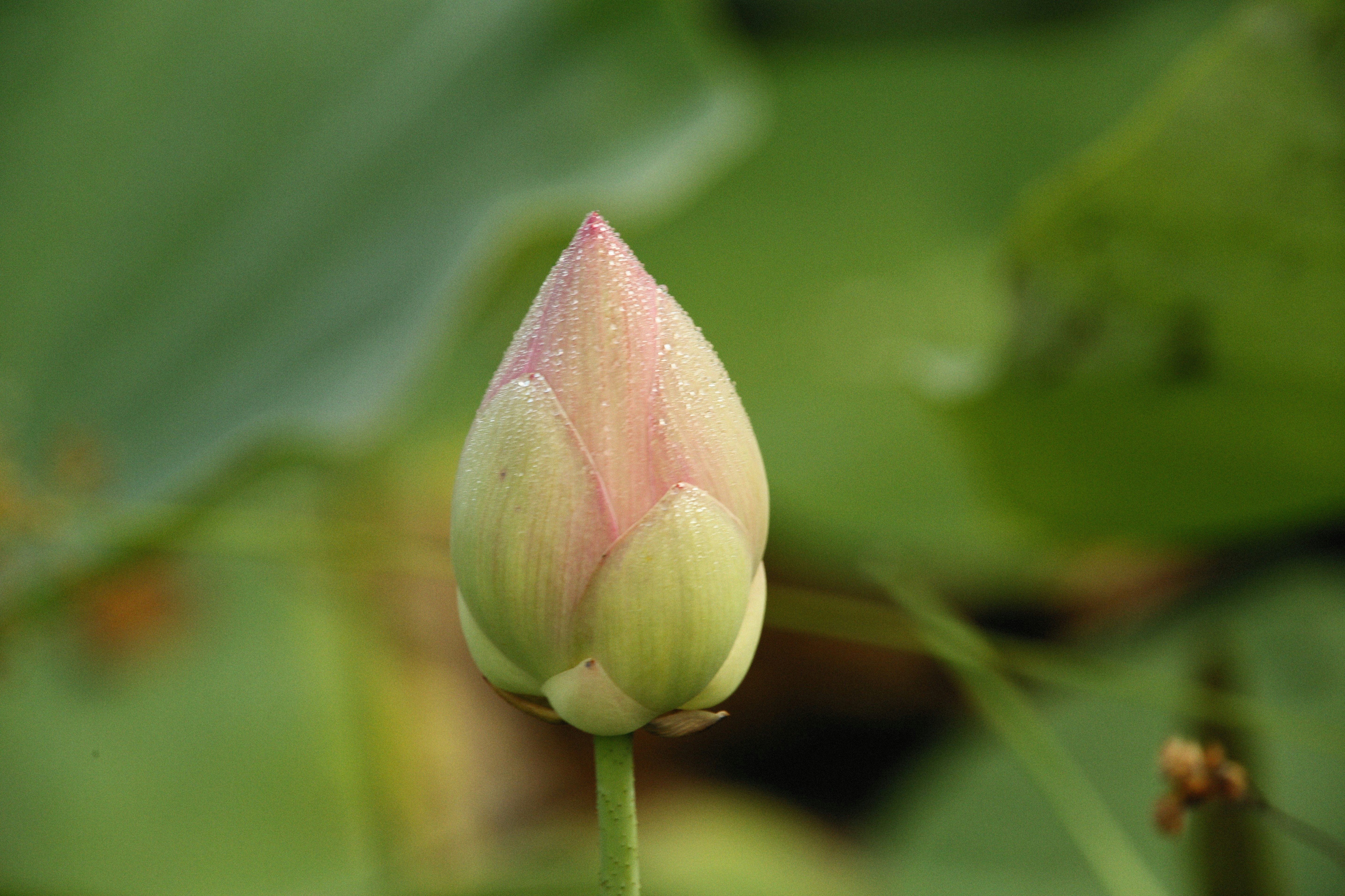 Foto Un primer plano de un capullo floral en una planta – Imagen Marrón ...
