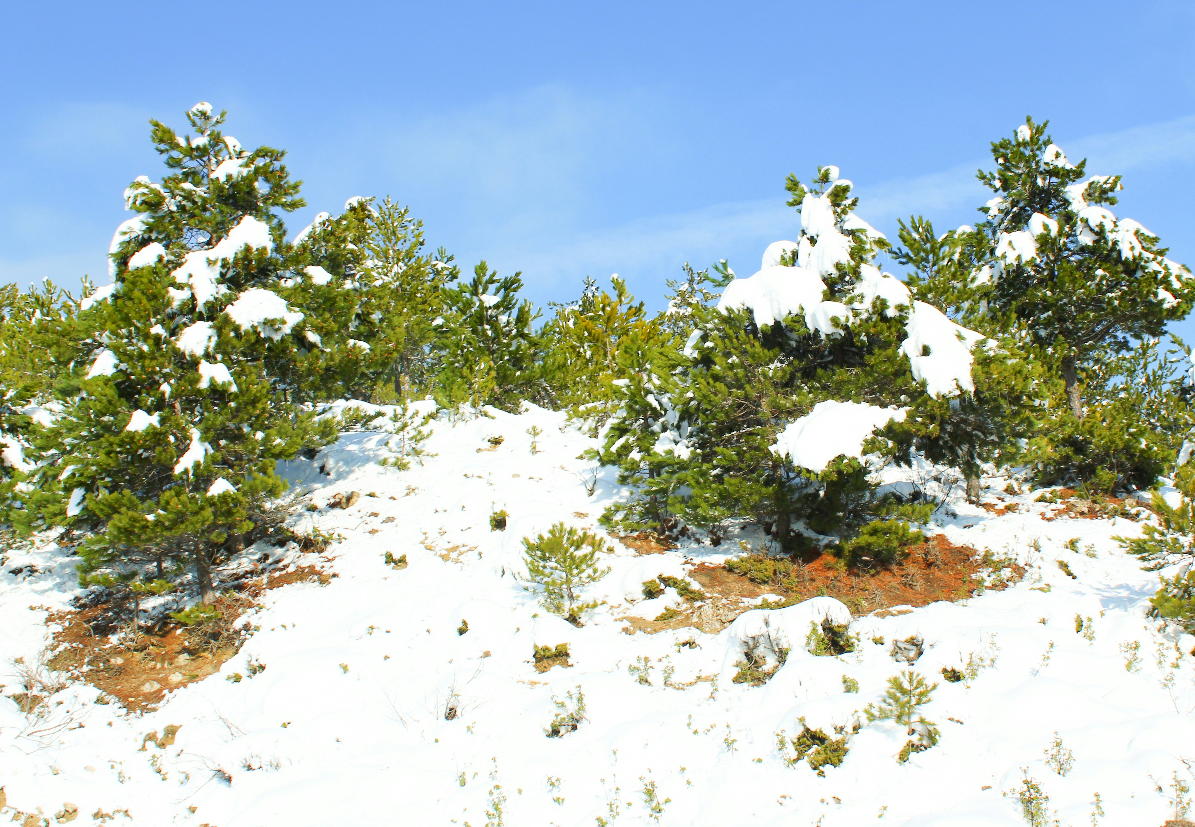 Snow-covered hillside adorned with evergreen trees, showcasing the serene beauty of winter. Bright blue sky peeks through the foliage.