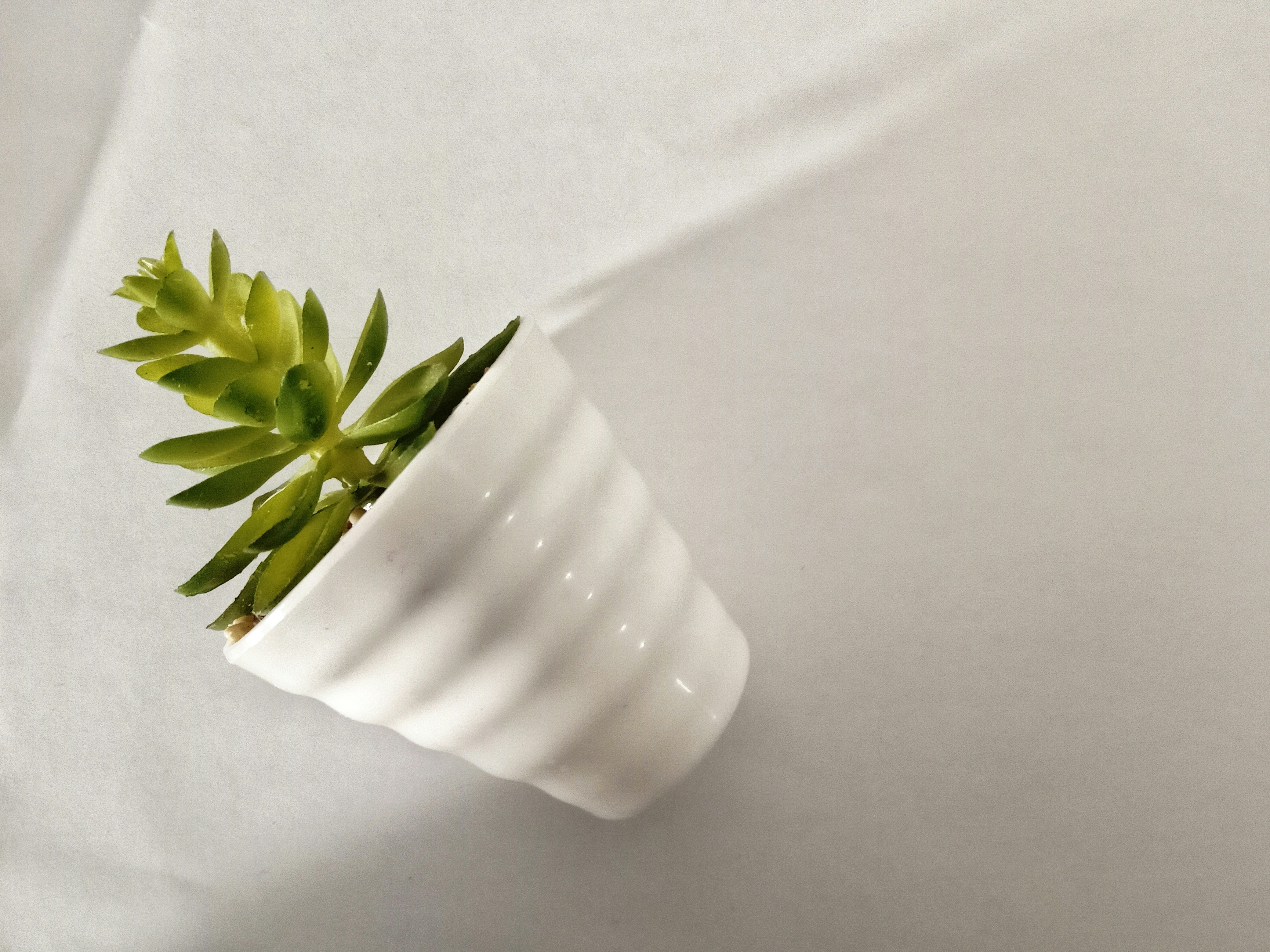 A small succulent grows from a white ribbed ceramic cup resting on a clean white surface. The simple composition emphasizes texture and the plant’s fresh green color.