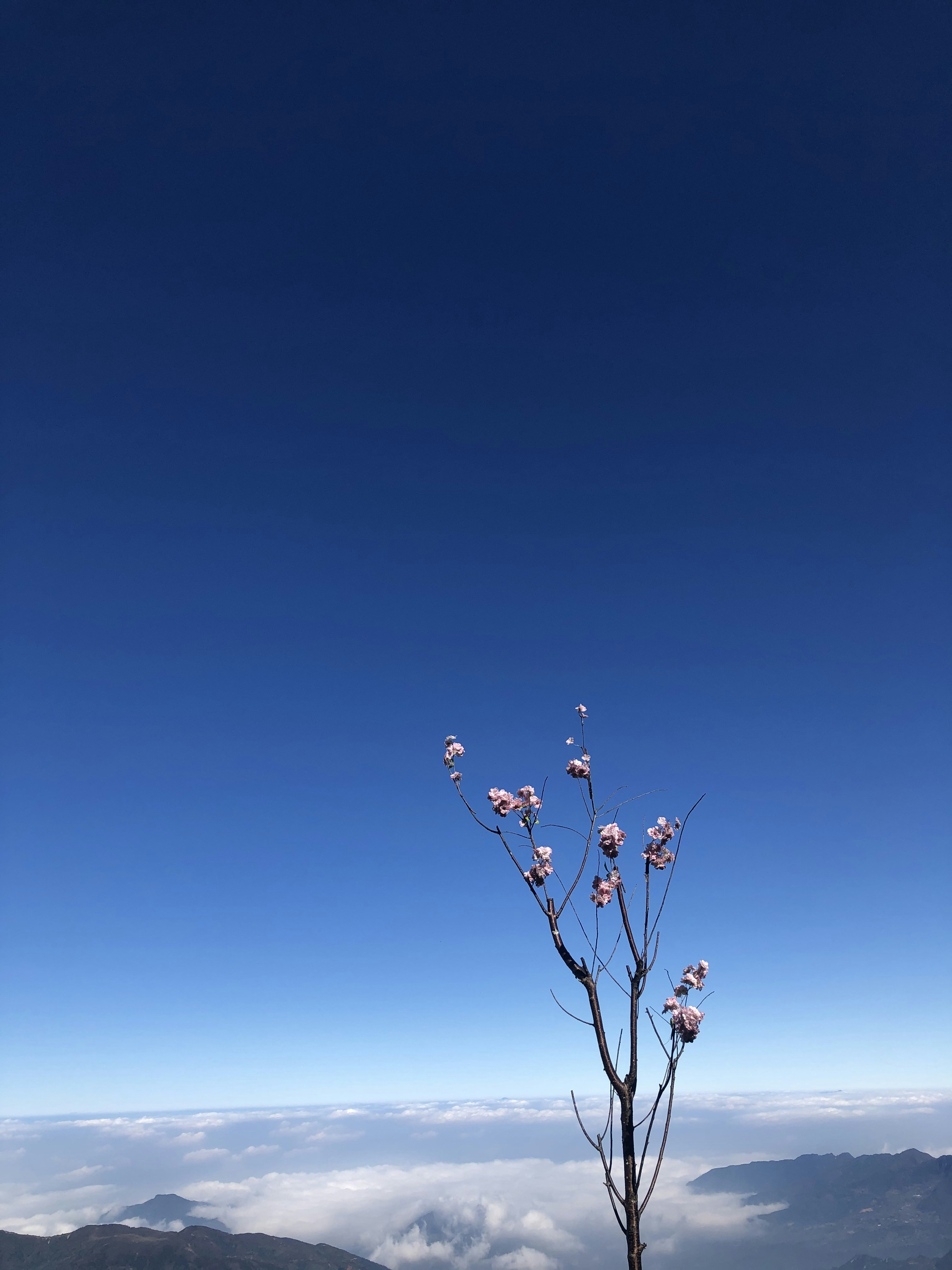 Solitary Blossom on a Ridge: Bloom Against a Vast Alpine Sky