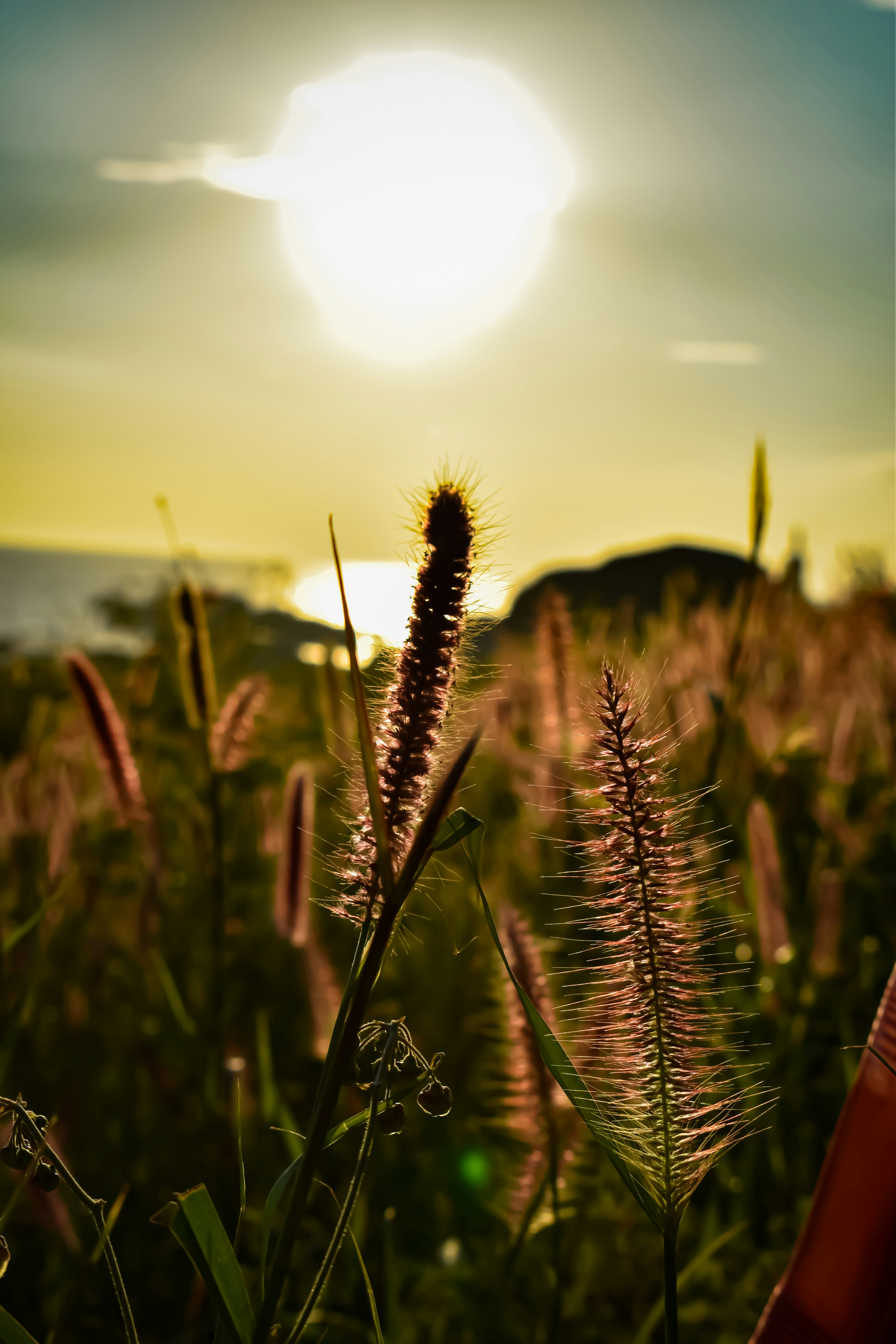Sunlit Foxtails: A Quiet Golden Hour Meadow Portrait