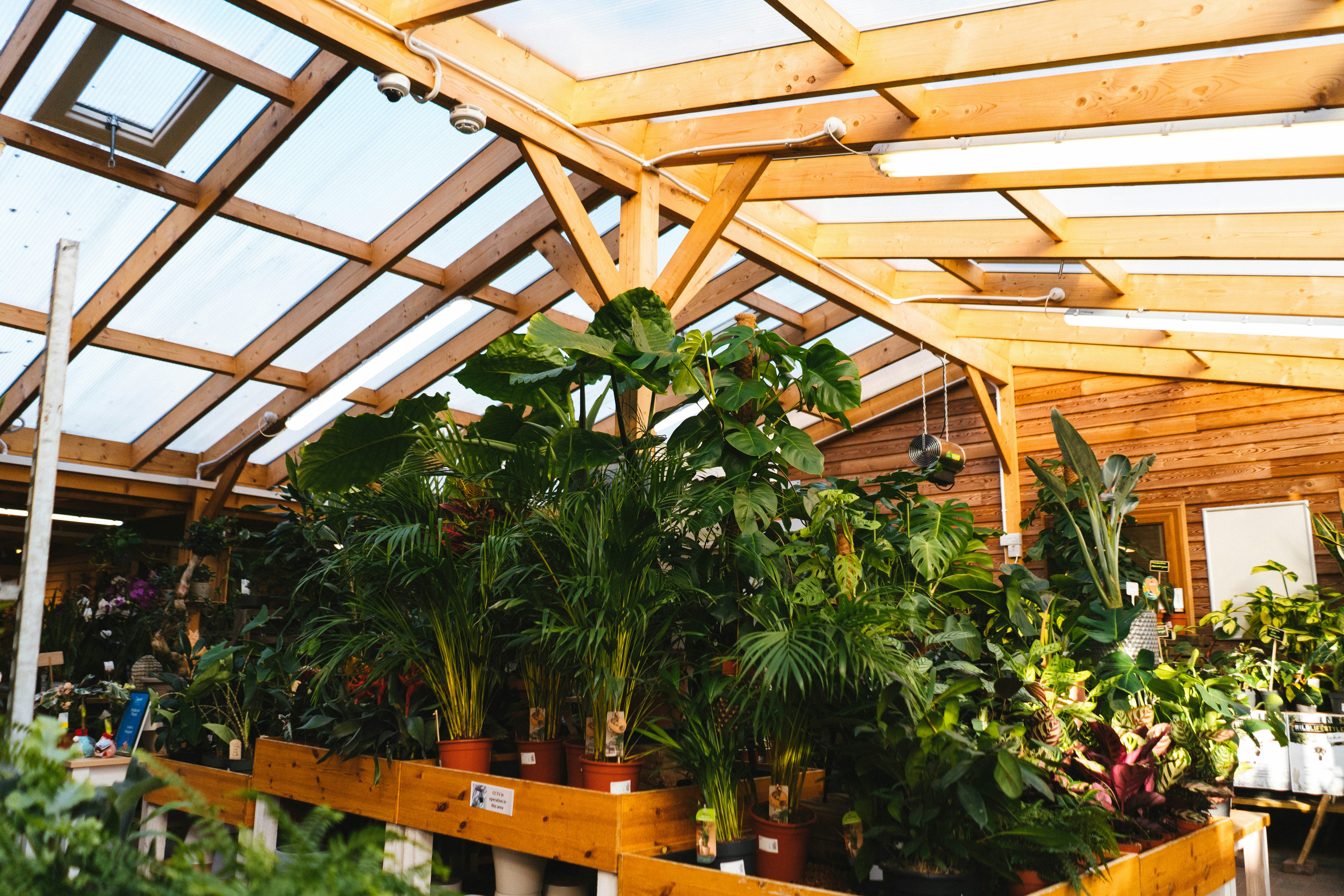 Lush indoor garden filled with a variety of potted plants under a wooden structure with skylights. The vibrant greenery creates a serene atmosphere.