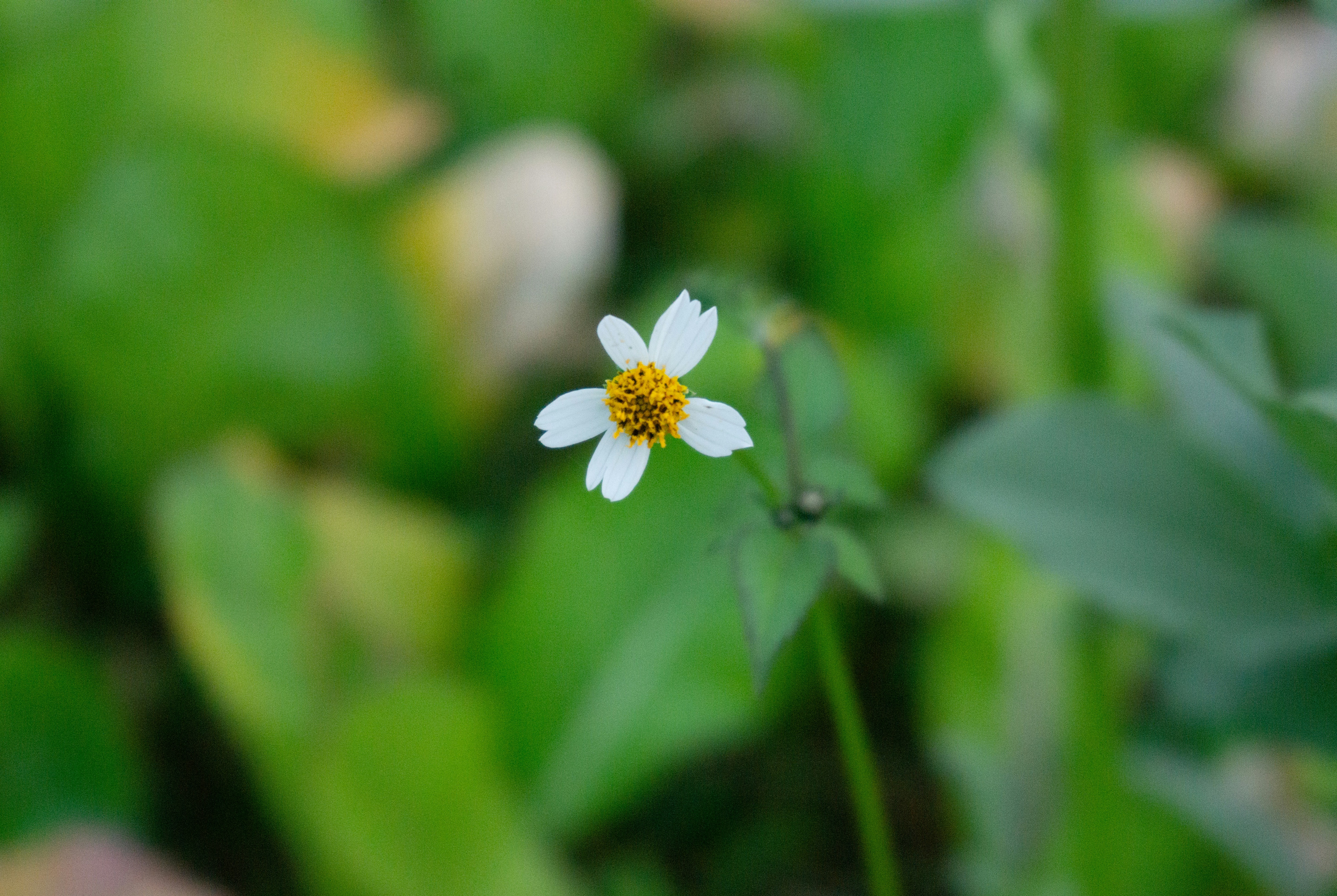 A single white flower with a yellow center stands out against a backdrop of vibrant green foliage.