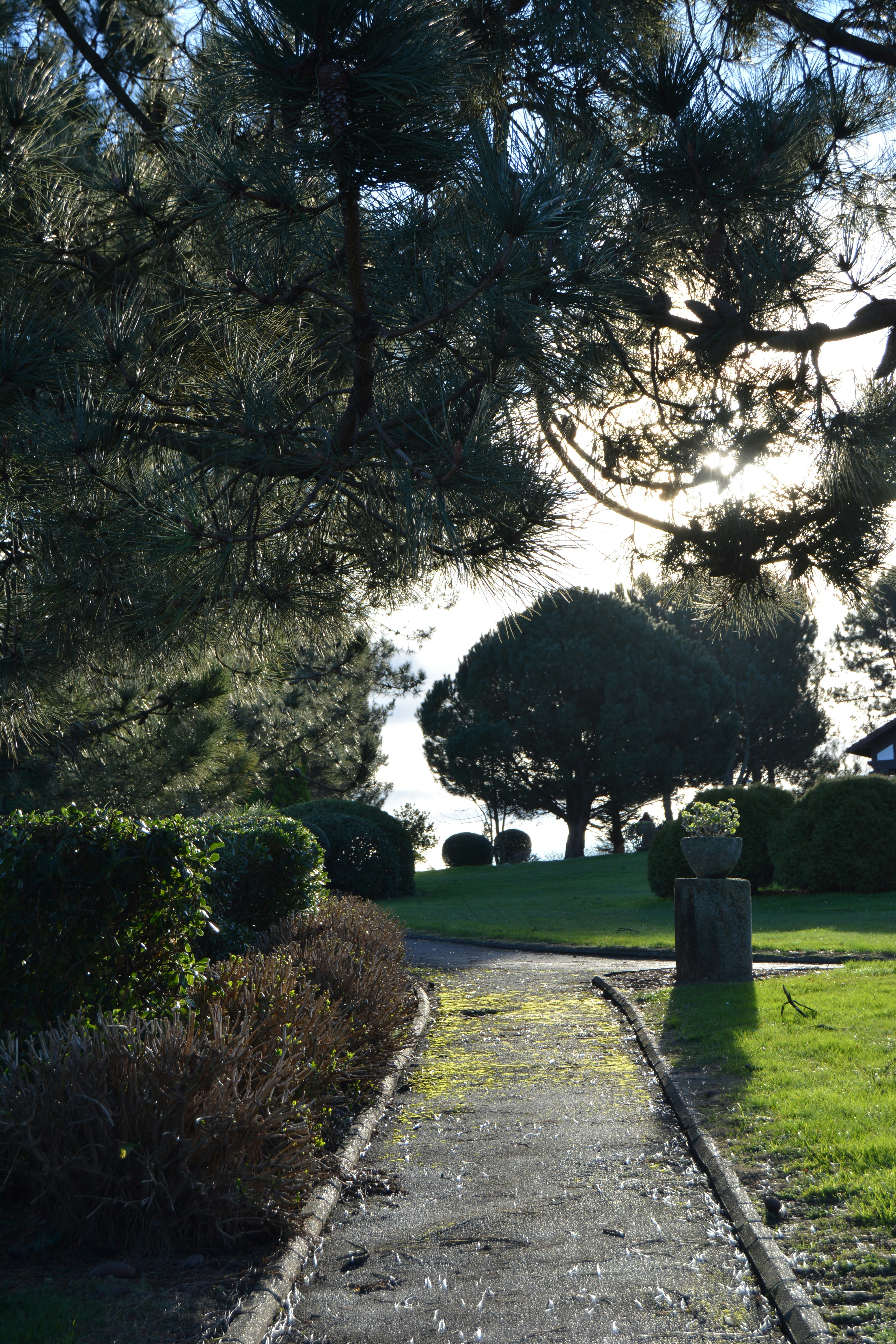 A pathway in a park with trees and grass photo – Free Grass Image on Unsplash