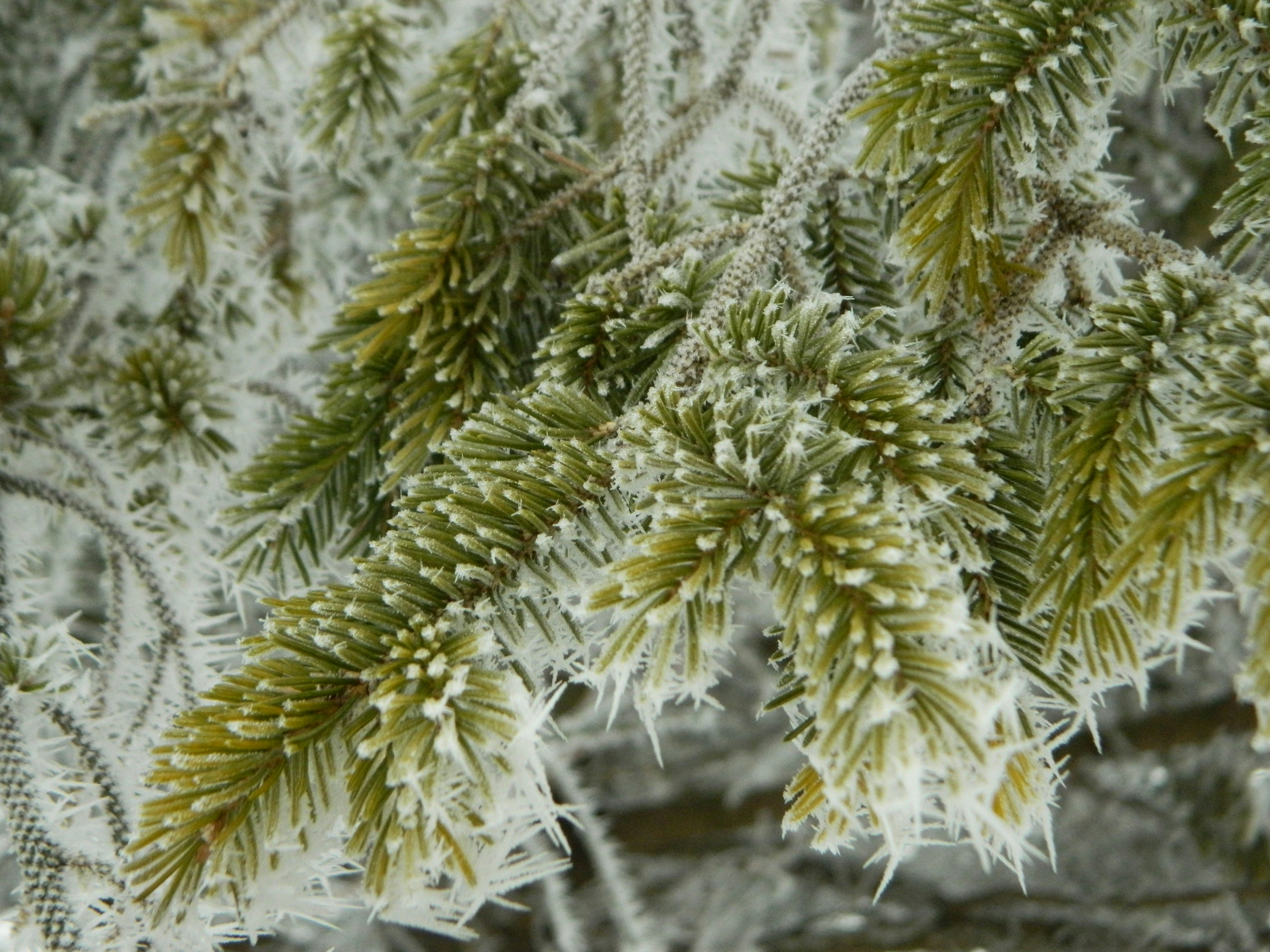 A close up of a tree branch with snow on it photo – Free Zoomed in ...