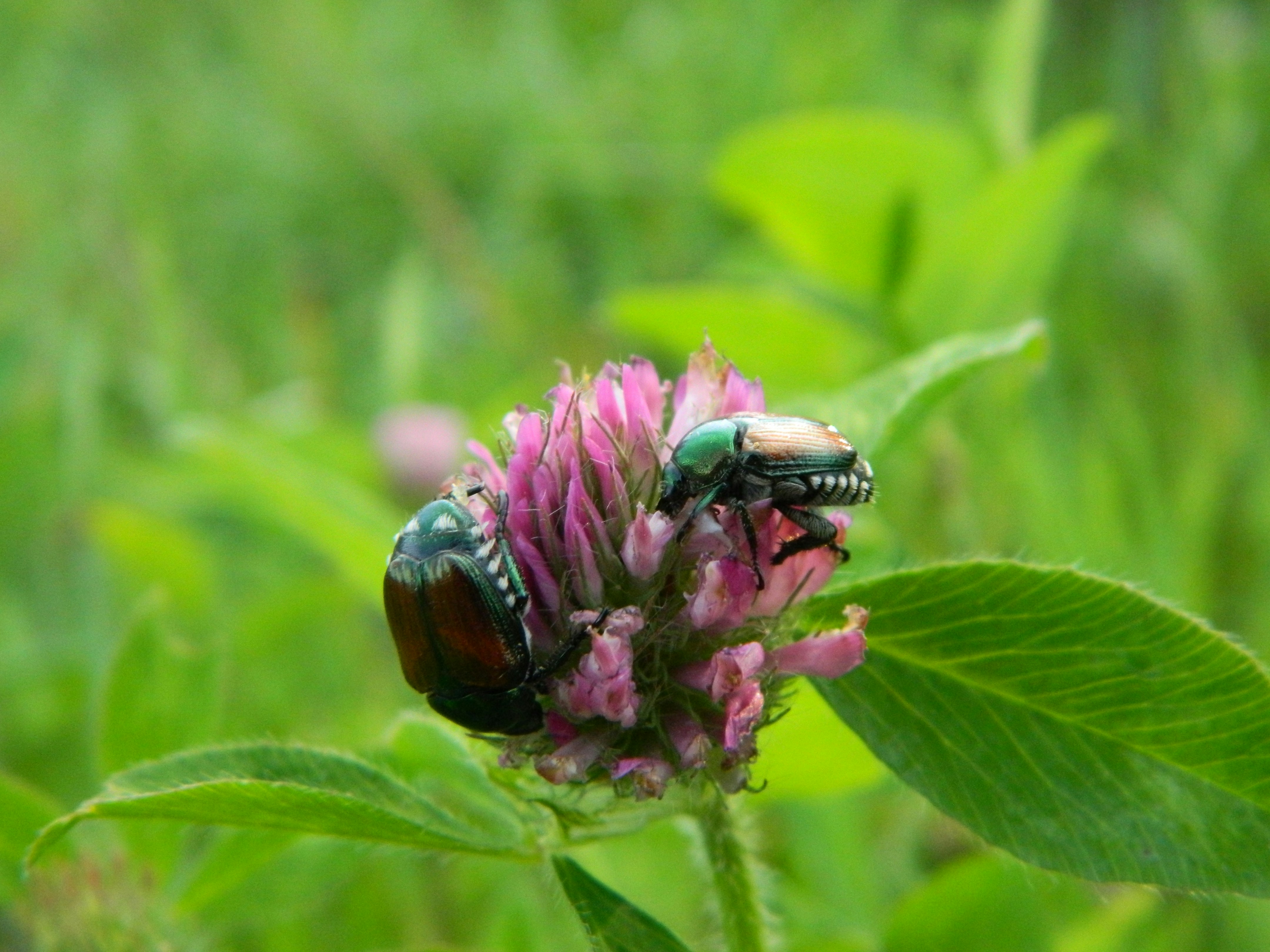 Two iridescent beetles rest on a pink flower bud amid green leaves in a sunlit meadow.