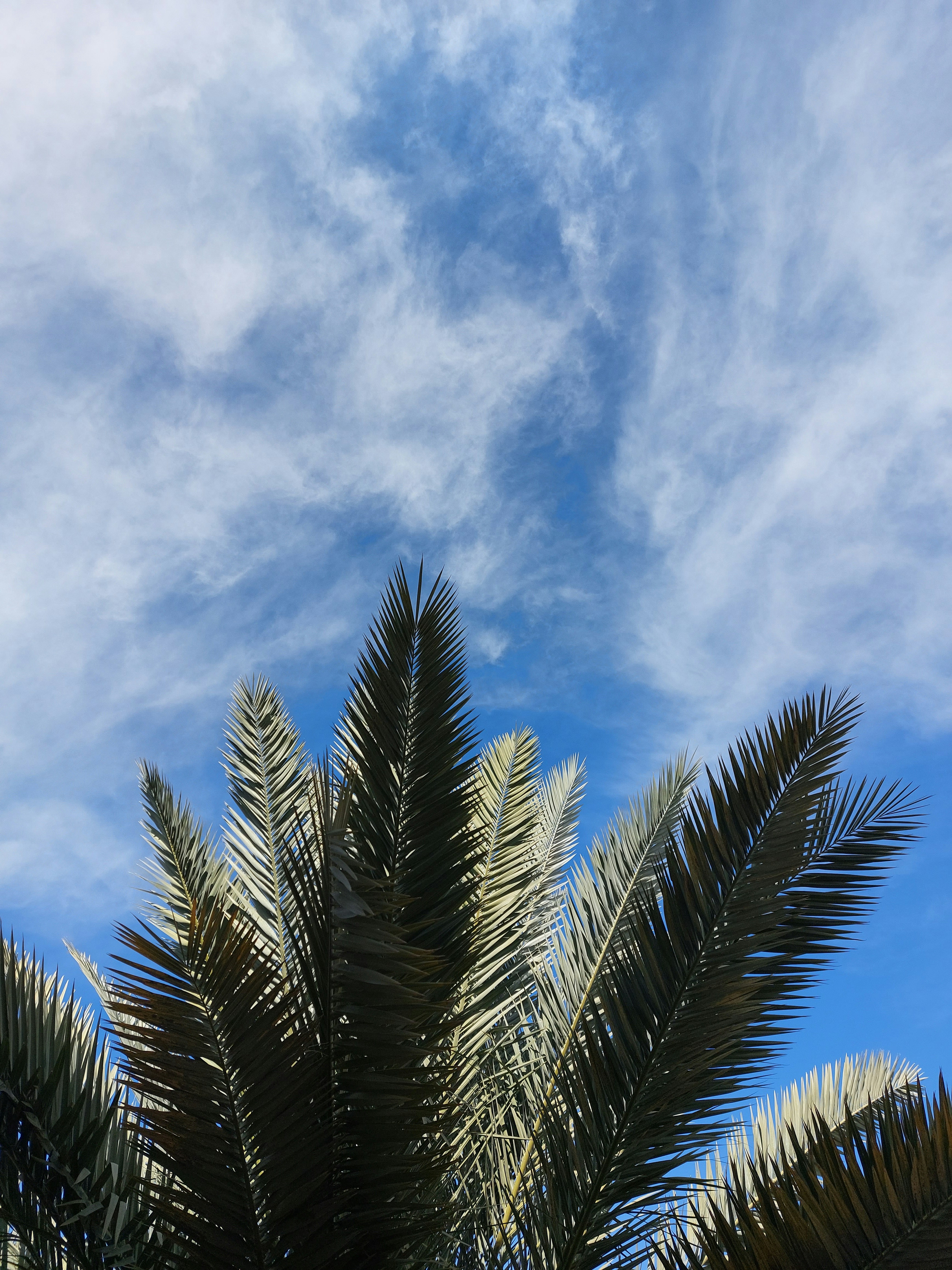 Palm fronds reaching towards a vibrant sky adorned with wispy clouds.